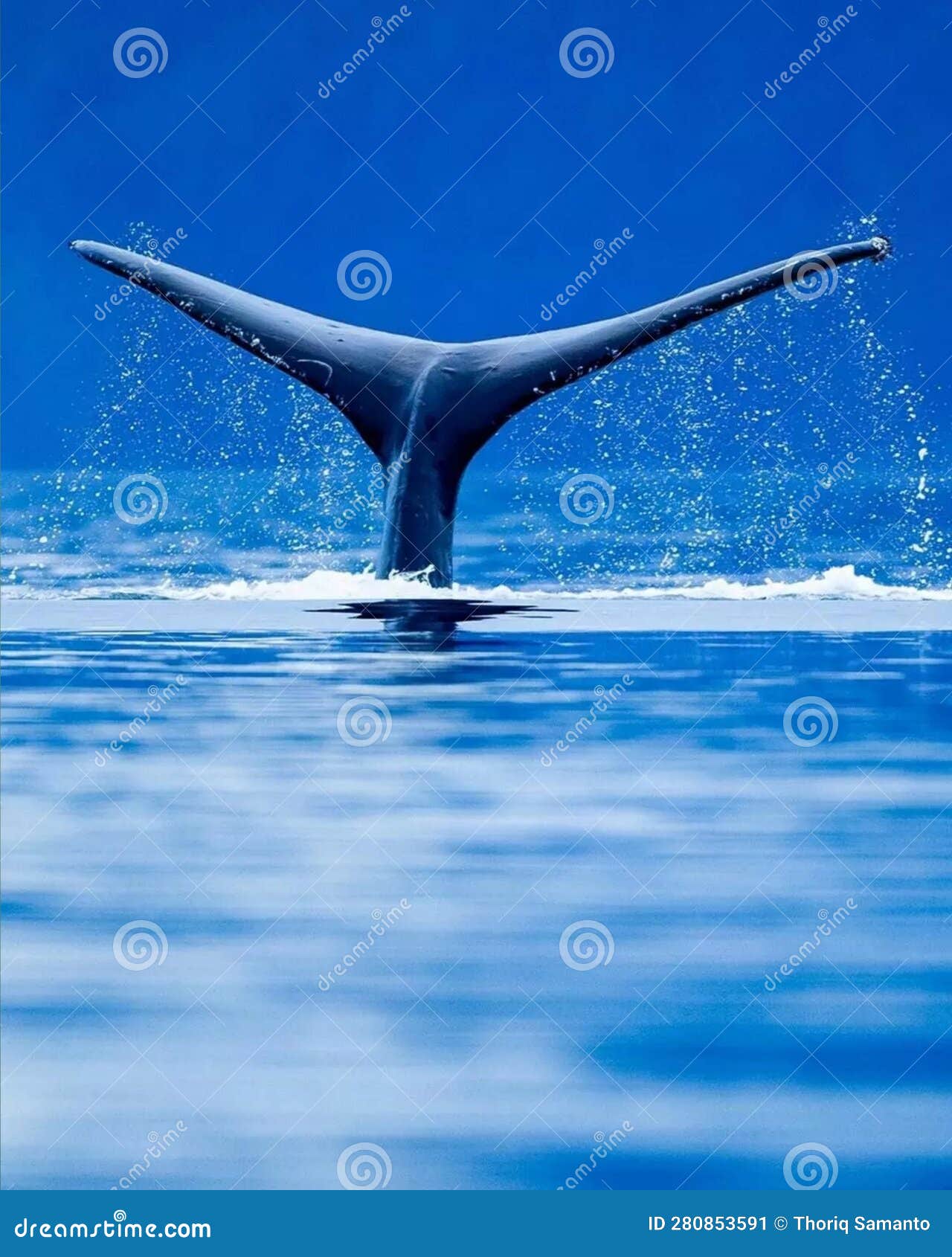 The Dorsal Fin of the Blue Whale Stock Image - Image of dorsal, spine ...