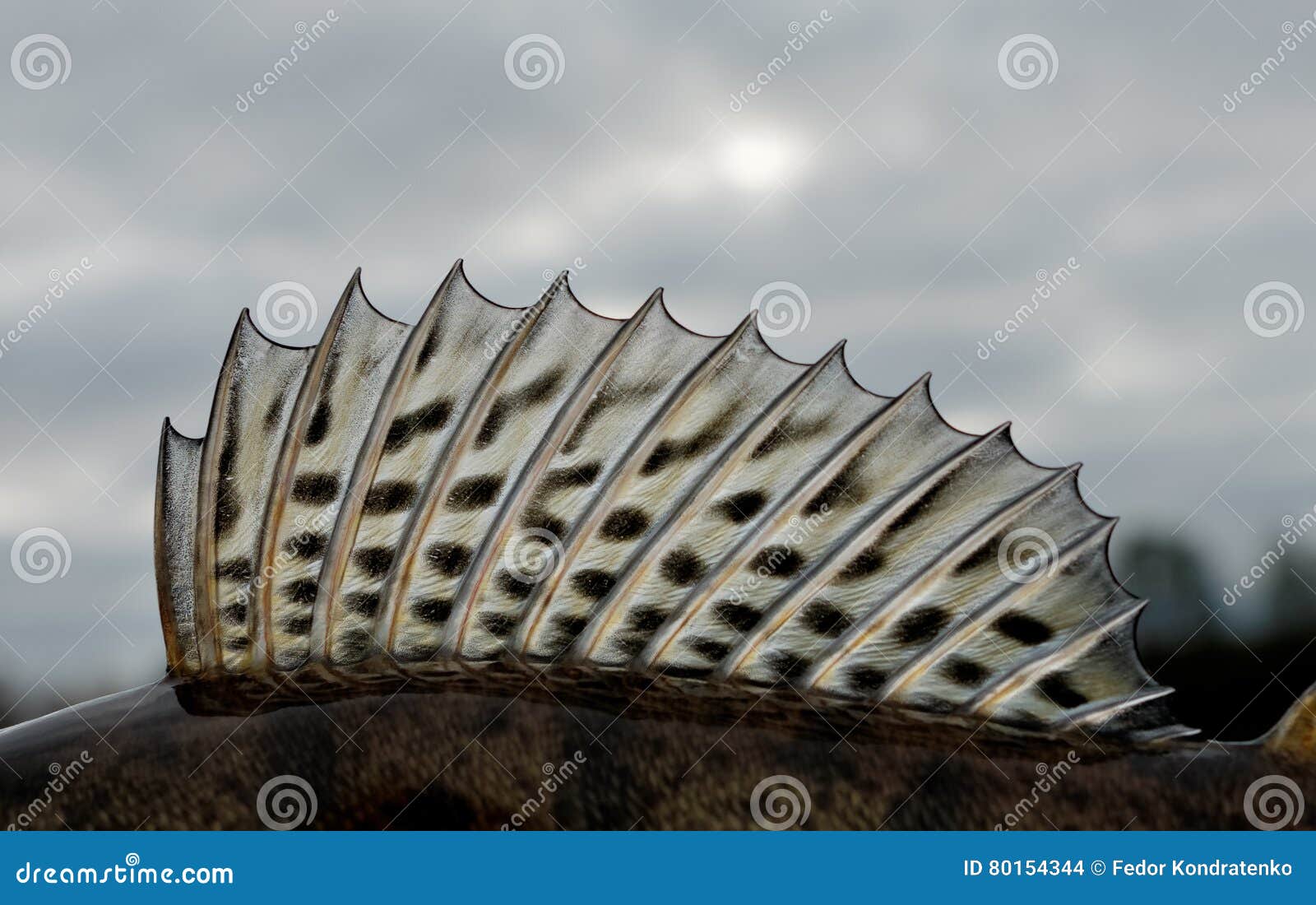 Dorsal Fin of a Walleye (pike-perch) Stock Photo - Image of animal ...