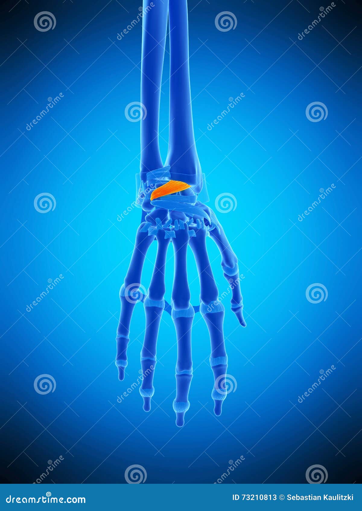 The Dorsal Radiocarpal Ligaments Stock Illustration - Illustration of ...