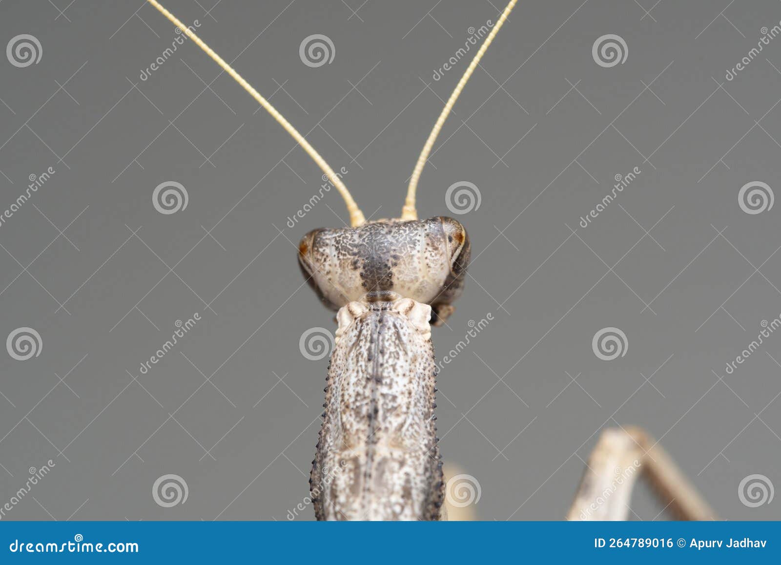 Dorsal Shot of Head of a Mantis Stock Photo - Image of killer, white ...