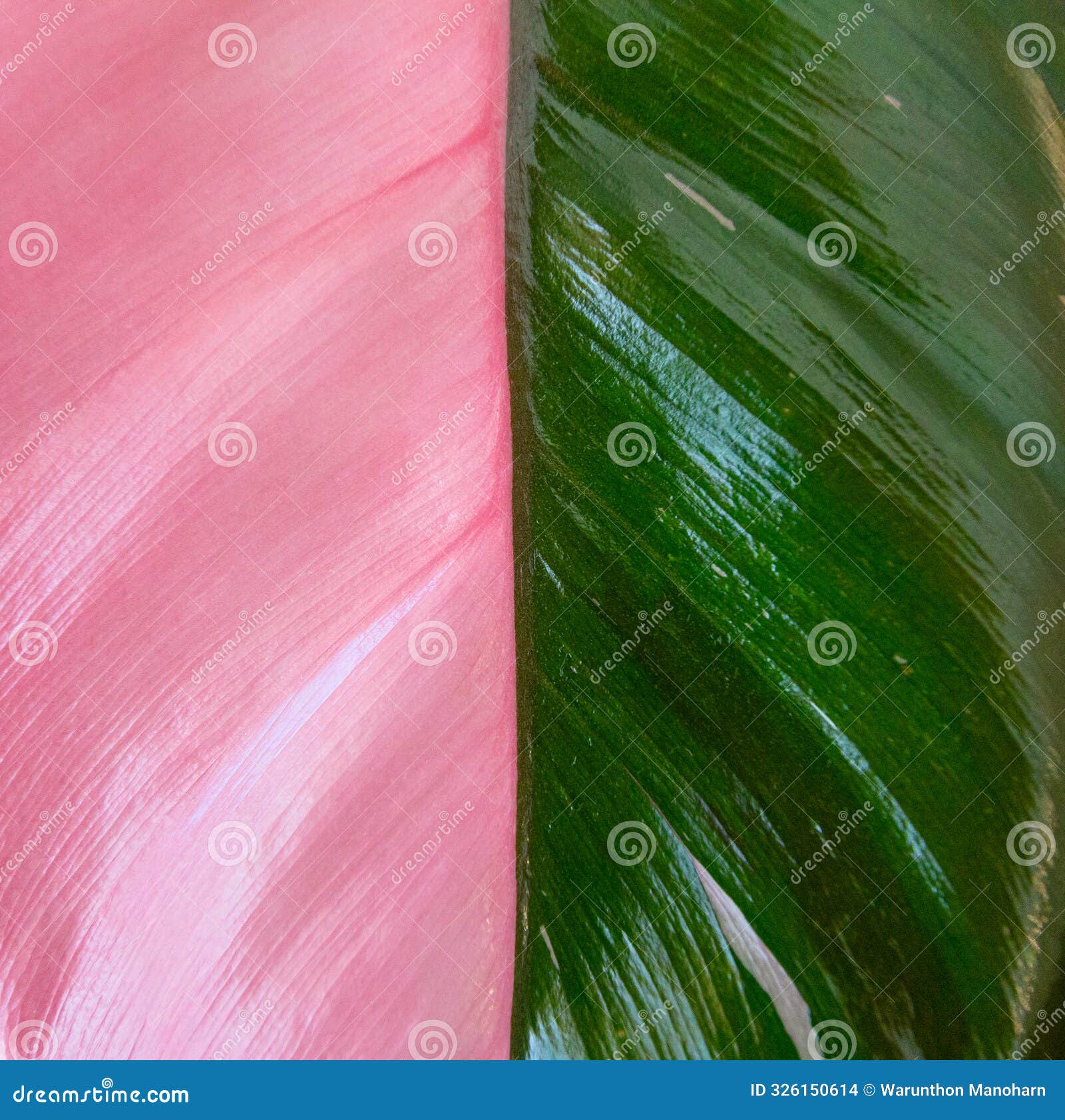 Dorsal Side of Leaf Close-up Surface, Abstract Texture for Background ...