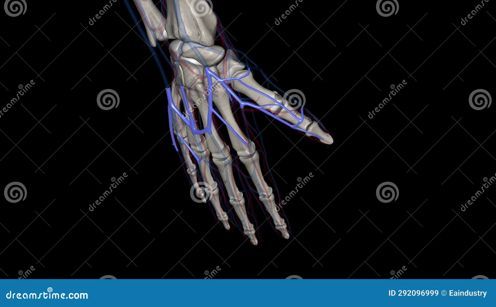 Dorsal Venous Network of the Hand Stock Video - Video of auscultation ...