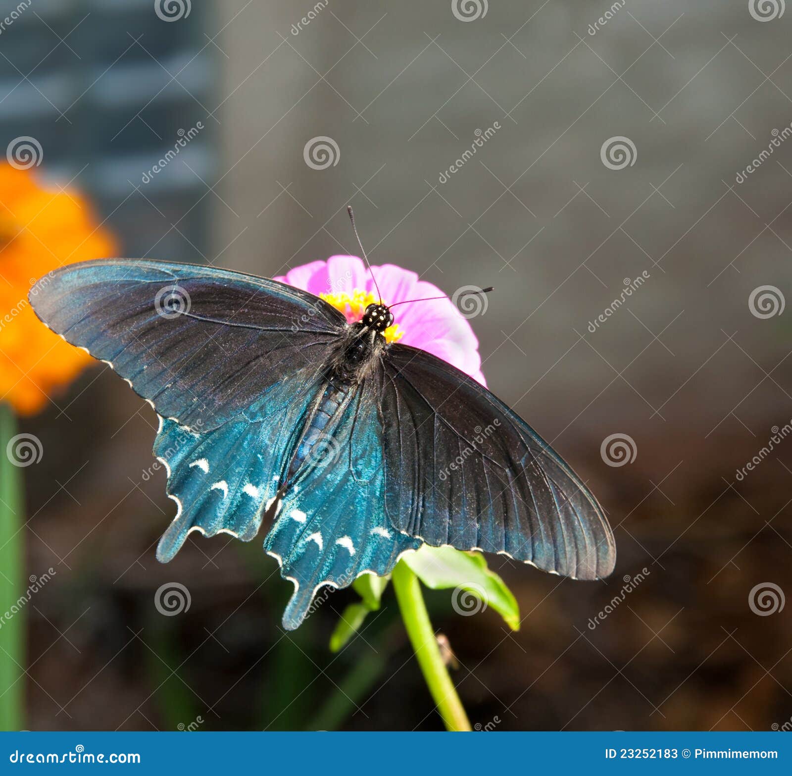 Dorsal View of a Green Swallowtail Stock Image - Image of light, green ...