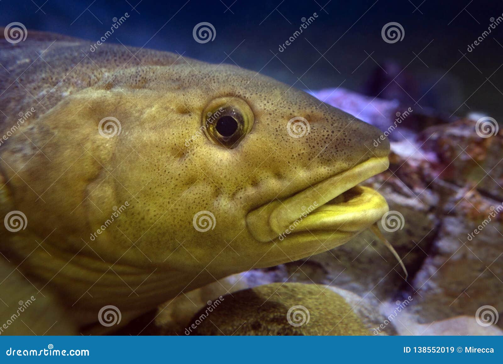 Dorsch - Gadus Morhua Meeresfisch Stockbild - Bild von blau, ozean ...