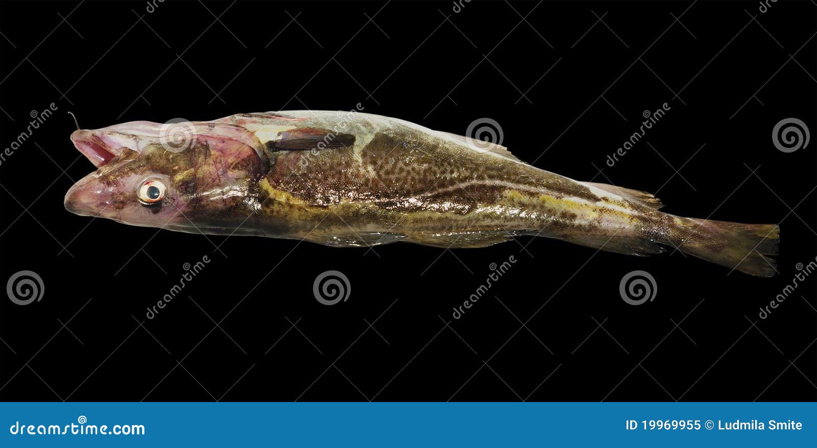 Dorse with head. stock image. Image of saltwater, black - 19969955