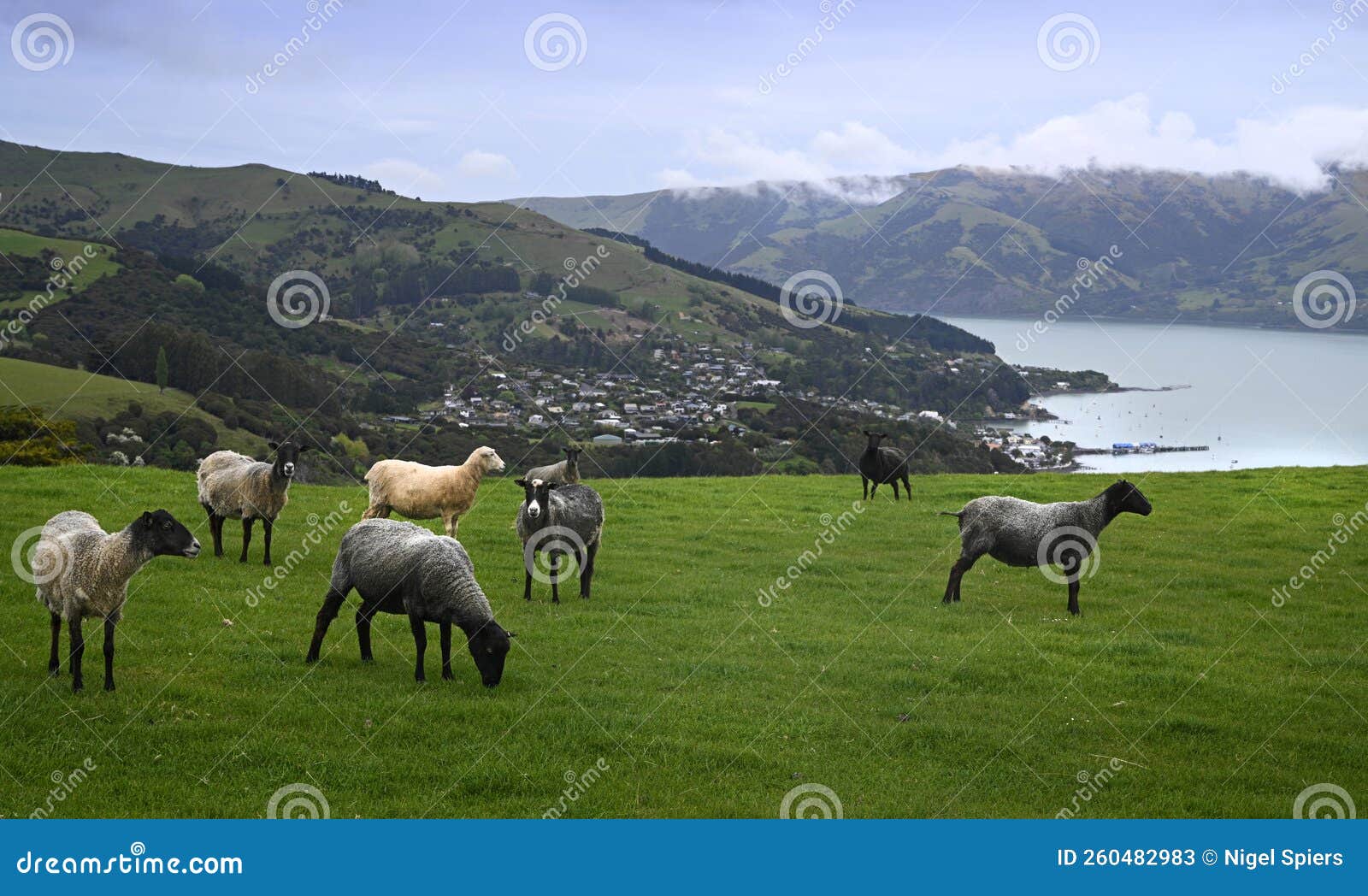 Dorset Black Faced Sheep on the Hilltop Above Akaroa Town, NZ Stock ... Dorset Black Faced Sheep on the Hilltop Above Akaroa Town, NZ Stock ...