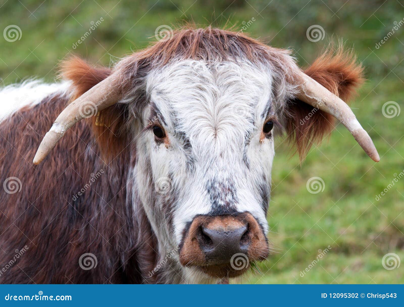 Dorset Longhorn Steer stock photo. Image of nostril, mammal - 12095302