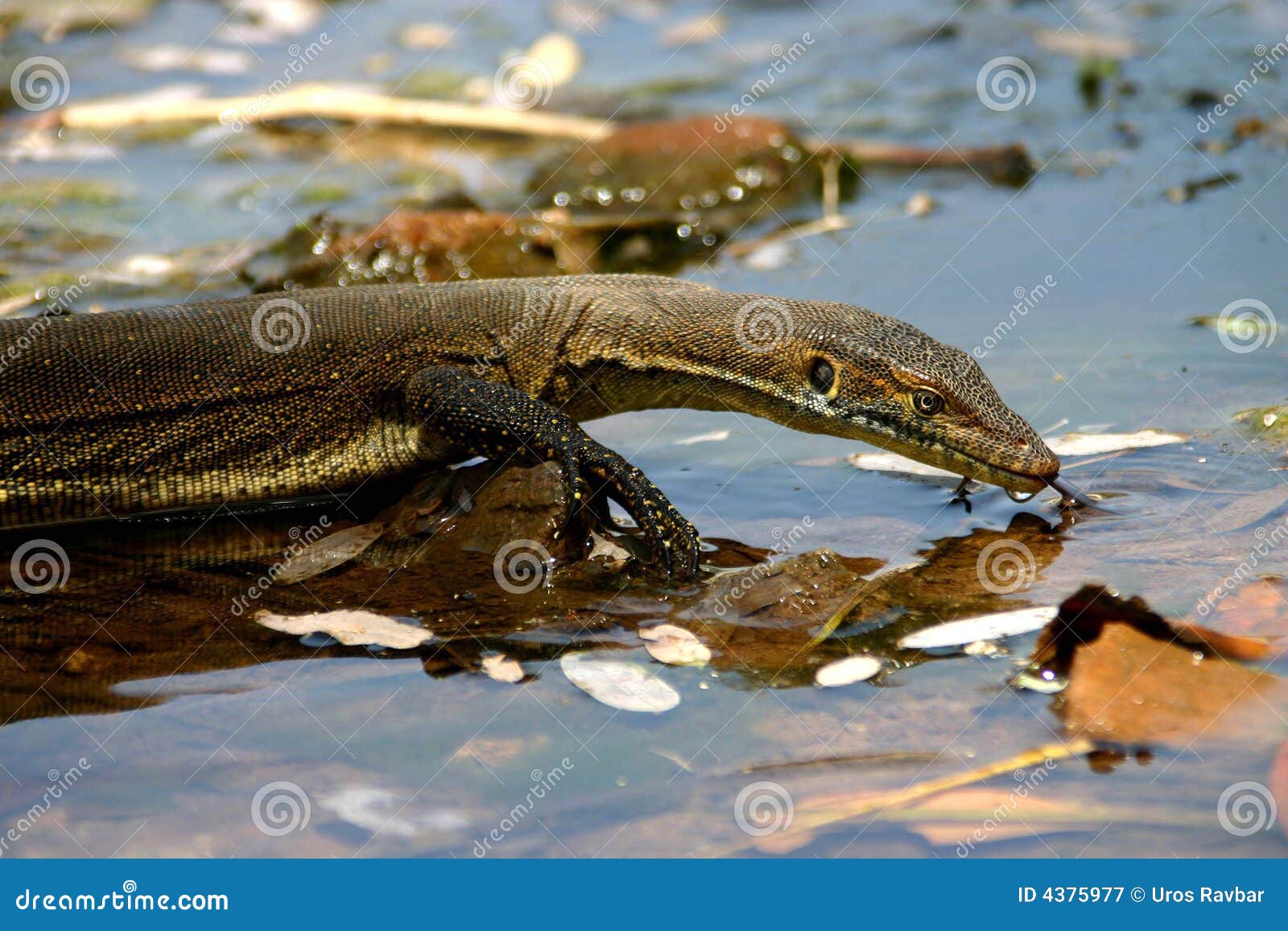 Dorstige hagedis stock afbeelding. Image of groot, poot - 4375977