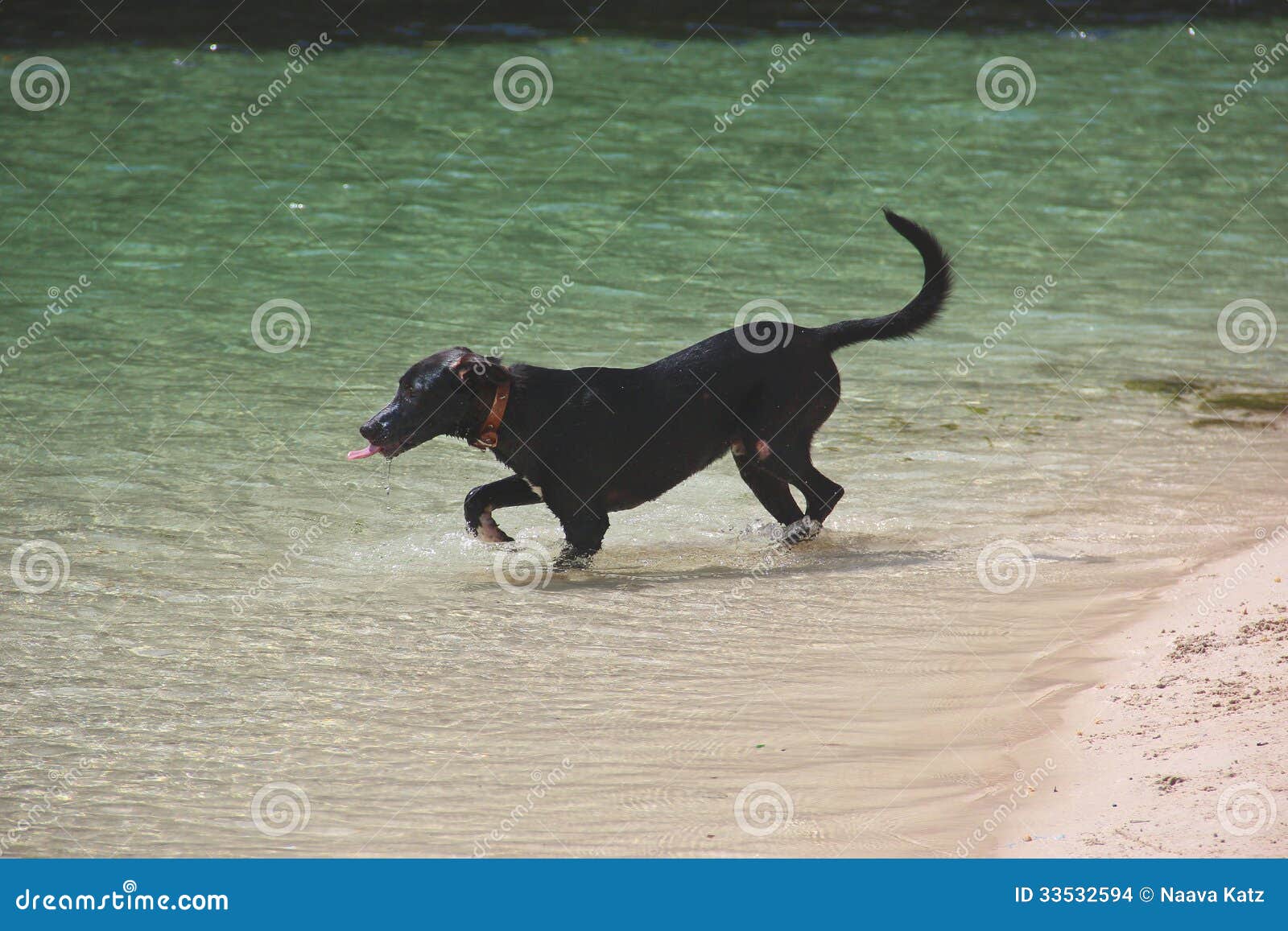 Dorstige hond in de oceaan stock foto. Image of aqua - 33532594