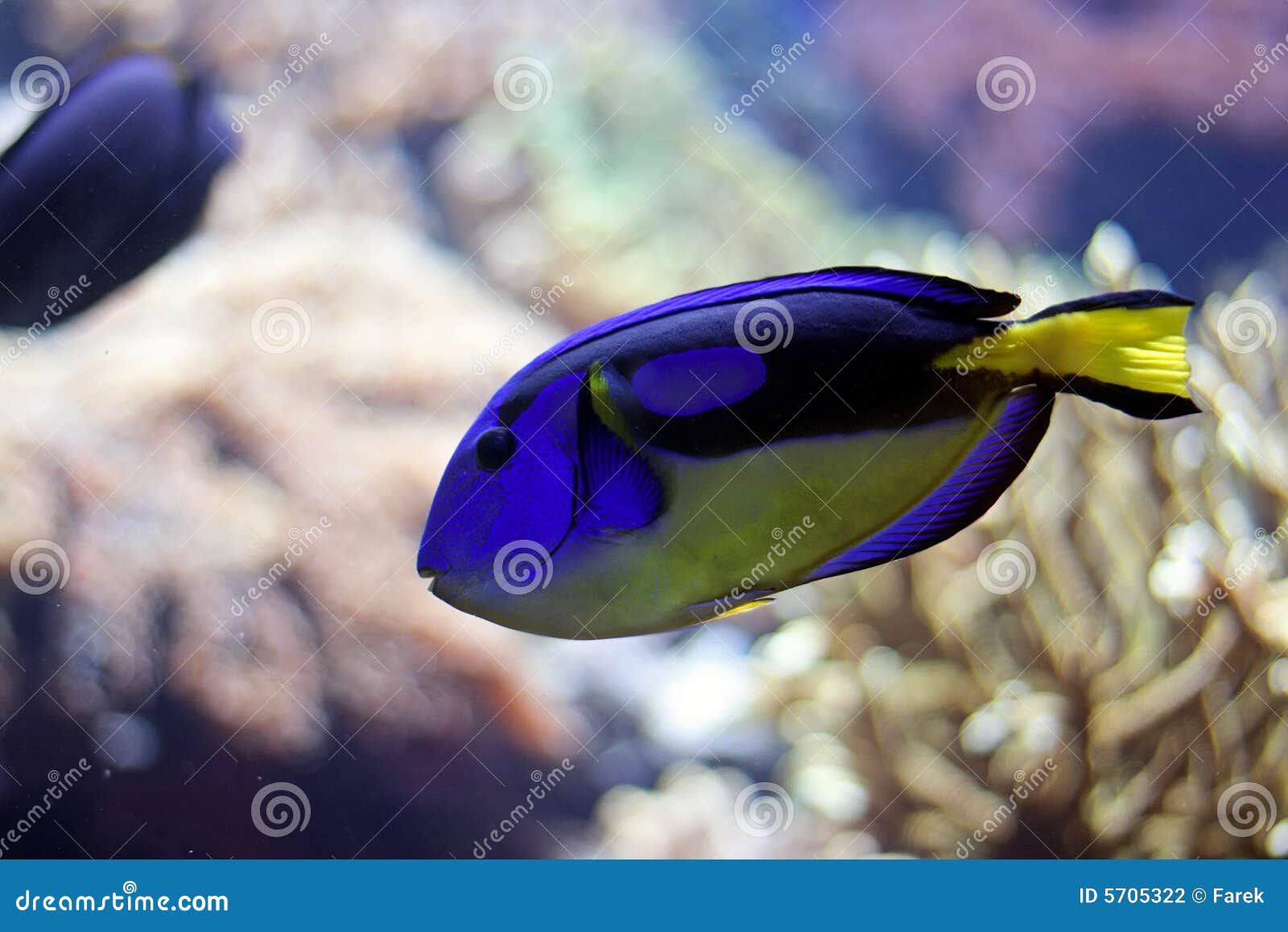 Dory stock photo. Image of underwater, brilliant, tropical - 5705322