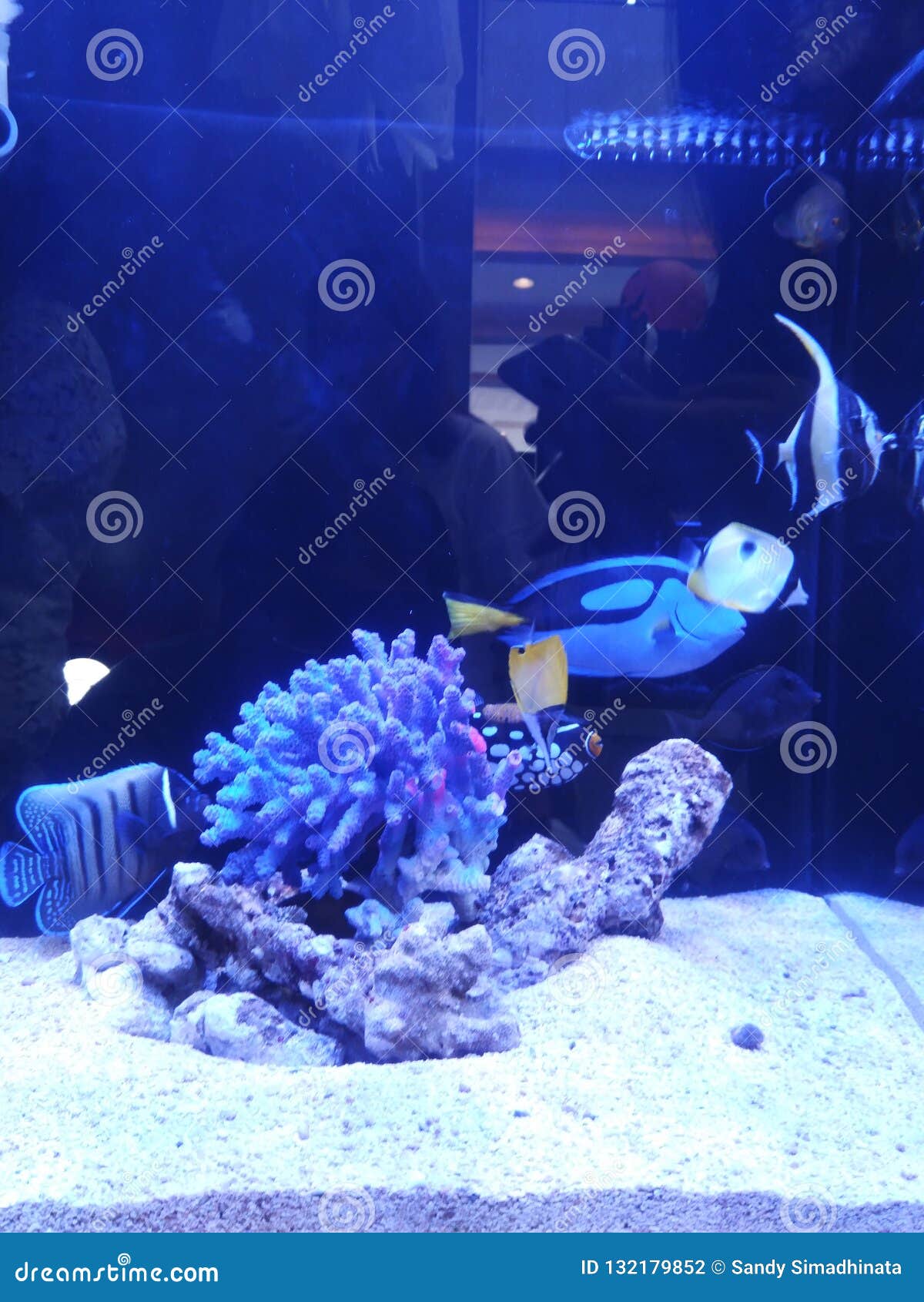 Dory Fish Aquarium 2 stock photo. Image of aquarium - 132179852