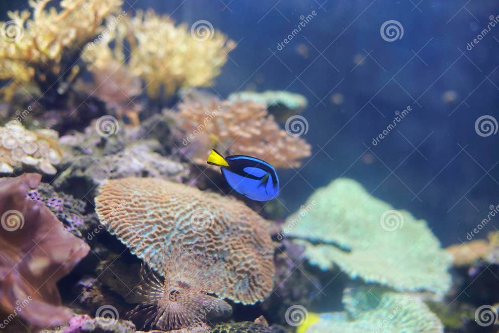 Dory Fish or Blue Tang Fish Stock Image - Image of blue, fish: 70906061