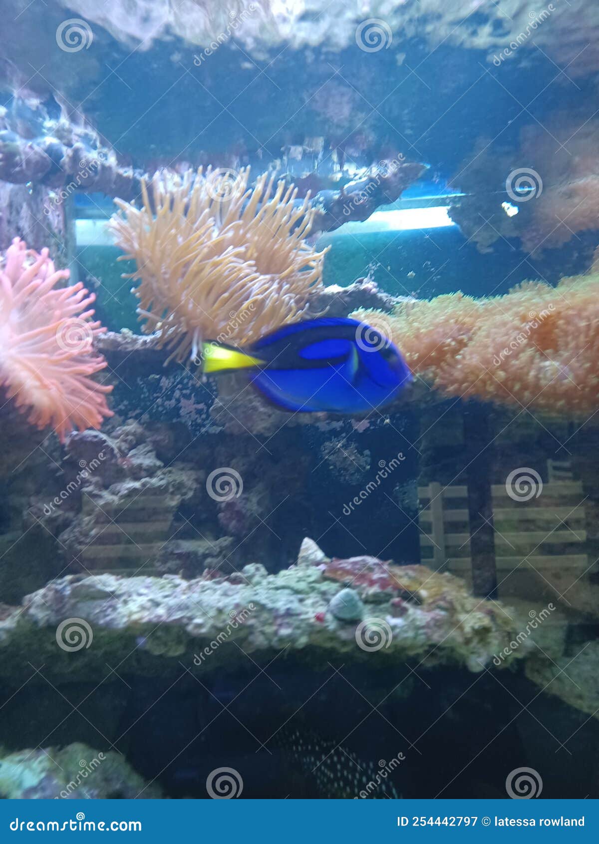 Dory the Fish from Finding Nemo Stock Image - Image of fish, dory ...