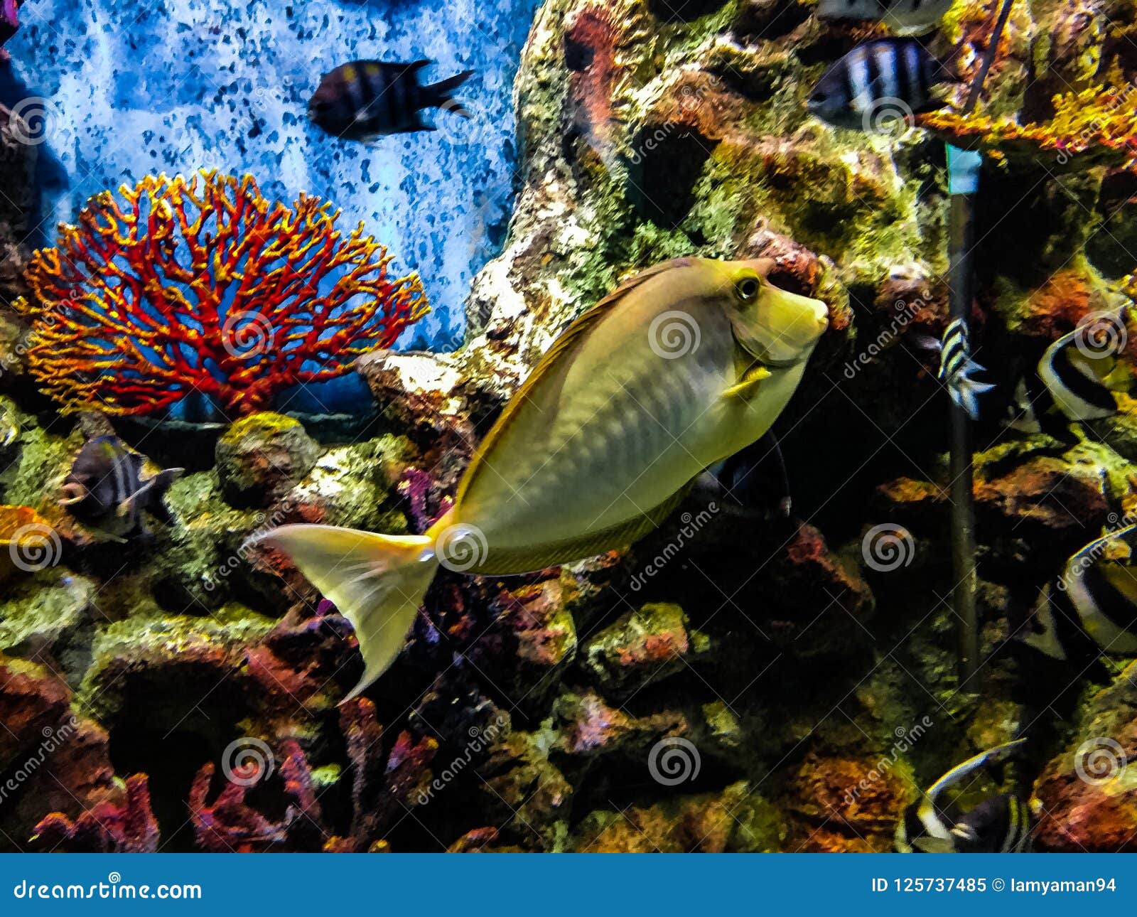 Dory stock image. Image of aquarium, water, phuket, thailand - 125737485