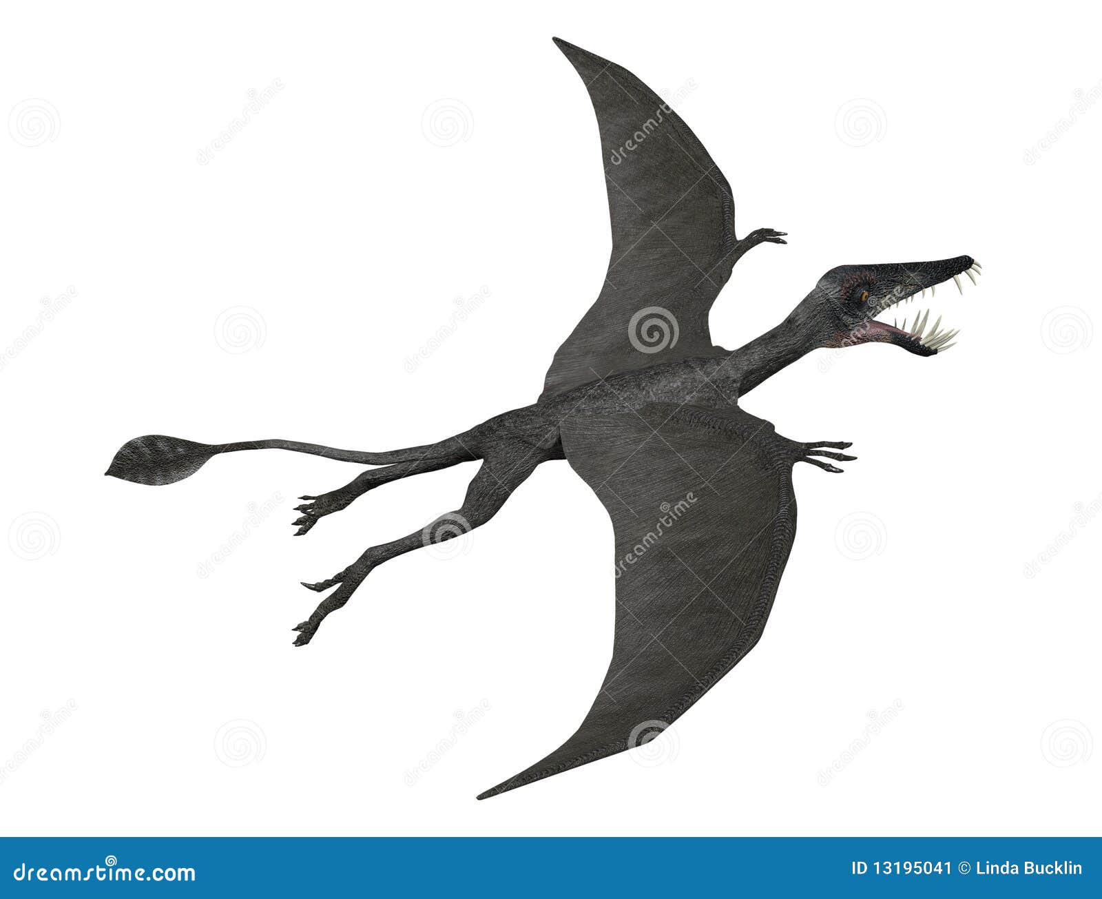 Dorygnathus in flight stock illustration. Illustration of creature ...