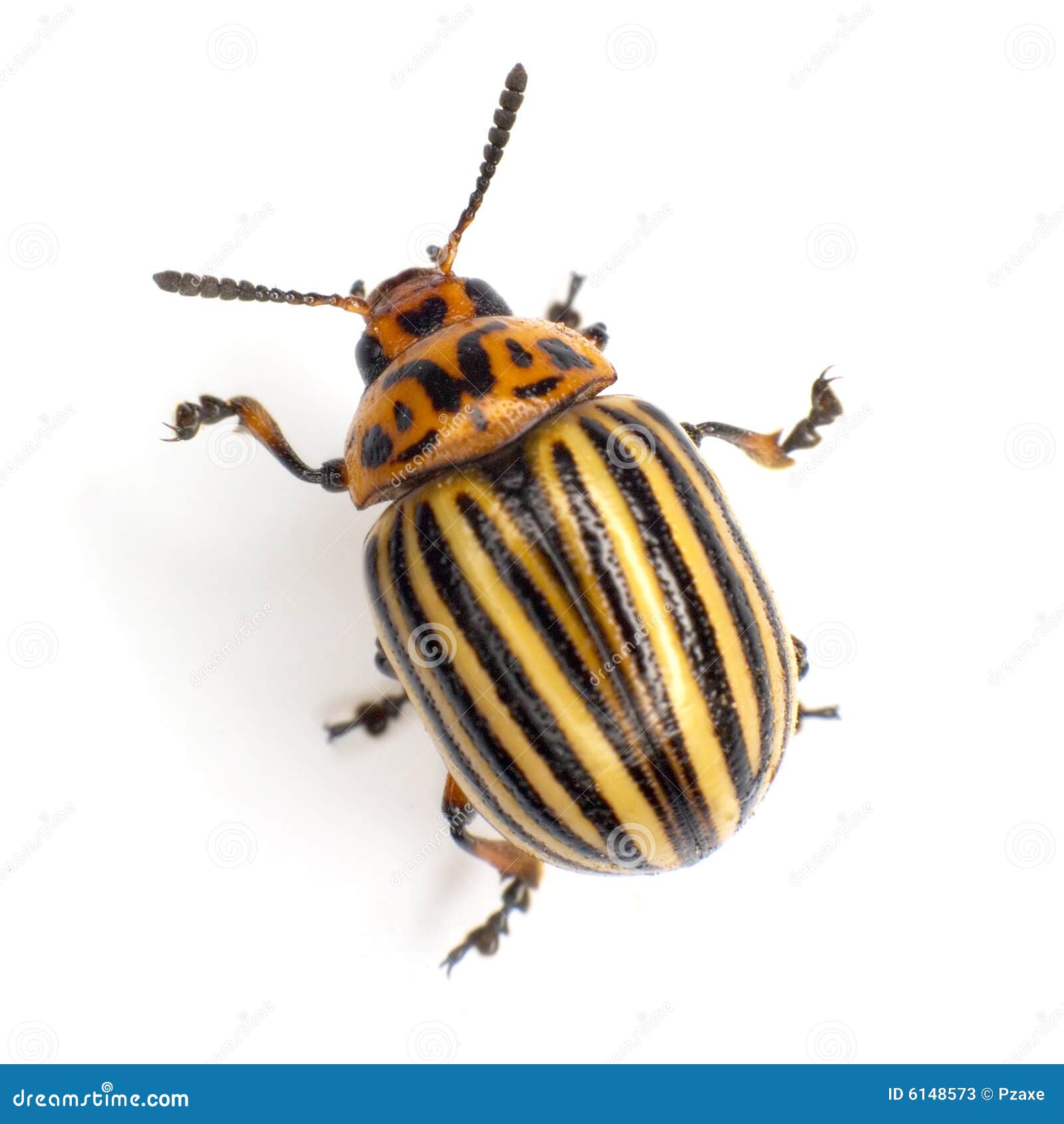 Doryphore image stock. Image du oeil, orientation, coléoptère - 6148573