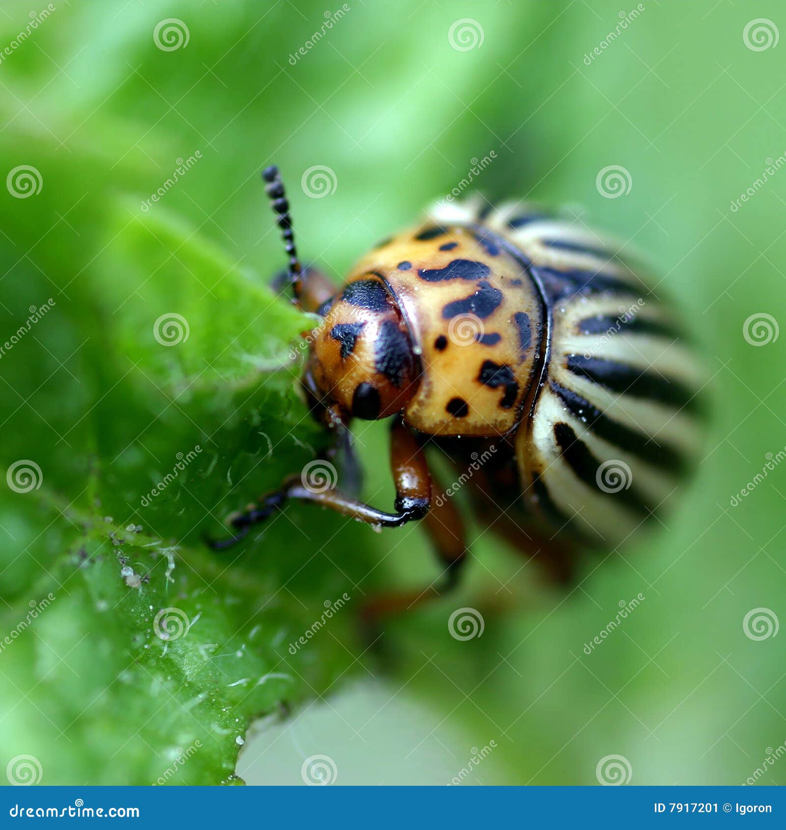 Doryphore image stock. Image du potatoes, souffle, entomologie - 7917201
