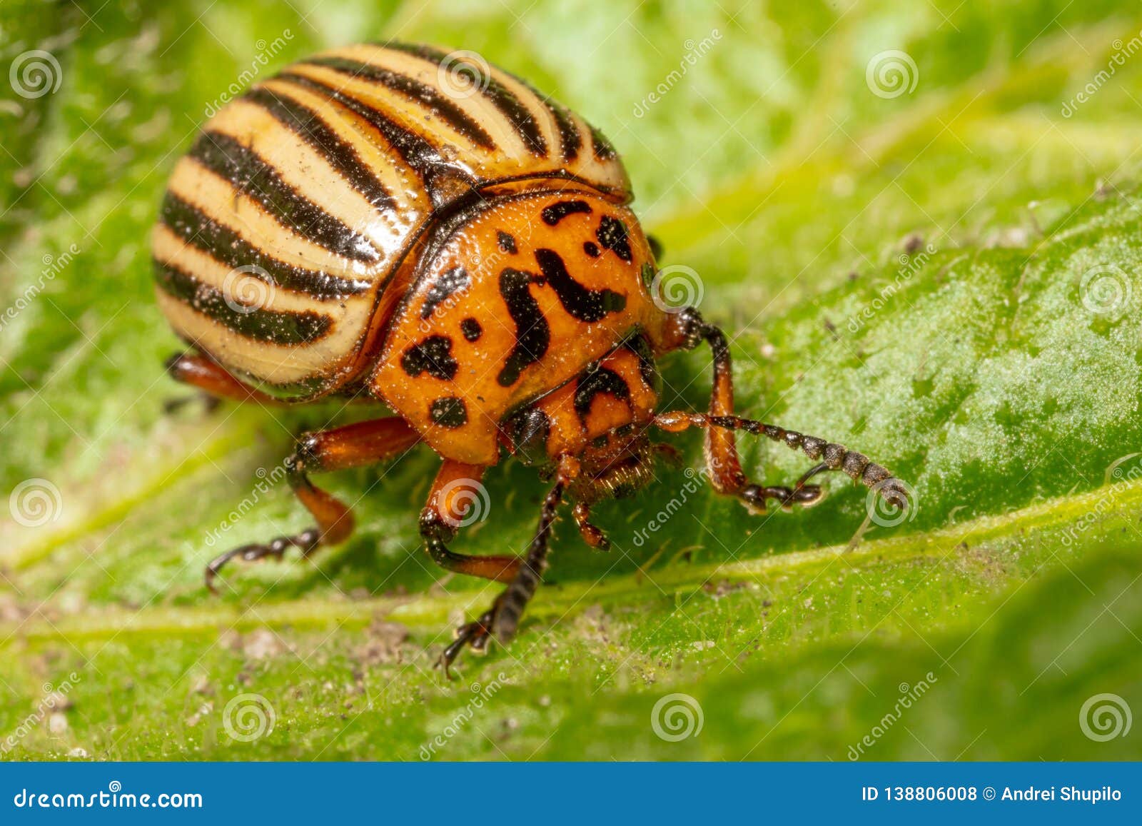 Doryphore Sur Les Feuilles Des Pommes De Terre Photo stock - Image du ...