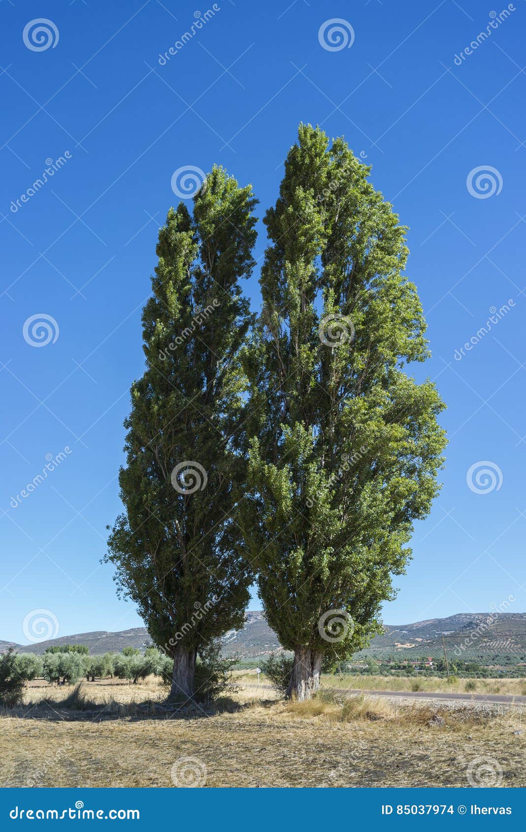 Dos álamo Negro, Populus Nigra Foto de archivo - Imagen de arboleda ...