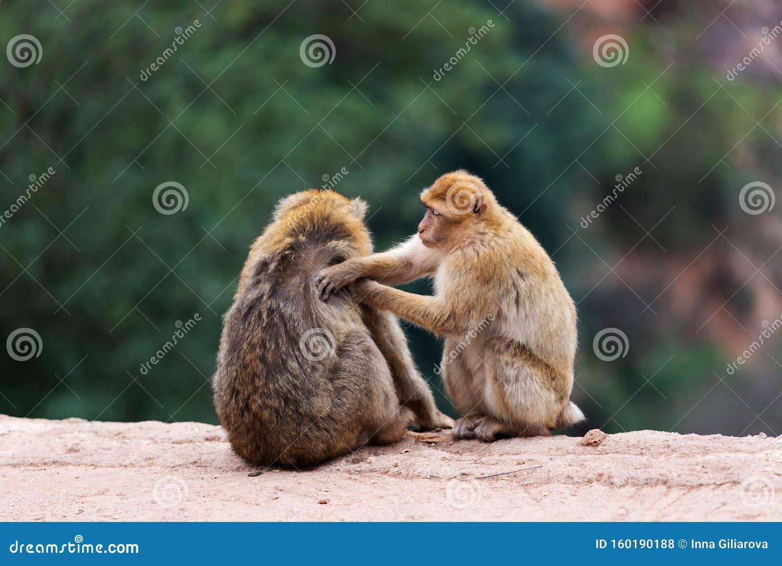 Dos Adorables Macacos De La Barbacoa Magot Foto de archivo - Imagen de ...