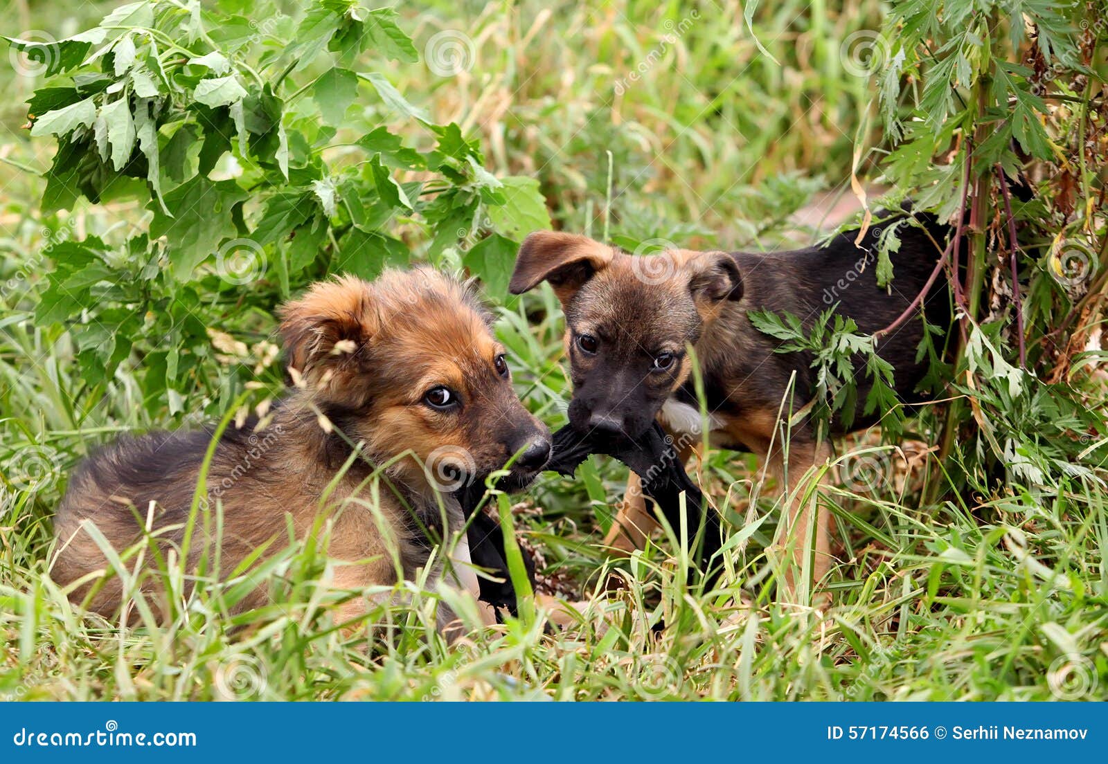 Dos Alegres Y Perrito Dulce Que Juega En El Campo Foto de archivo ...