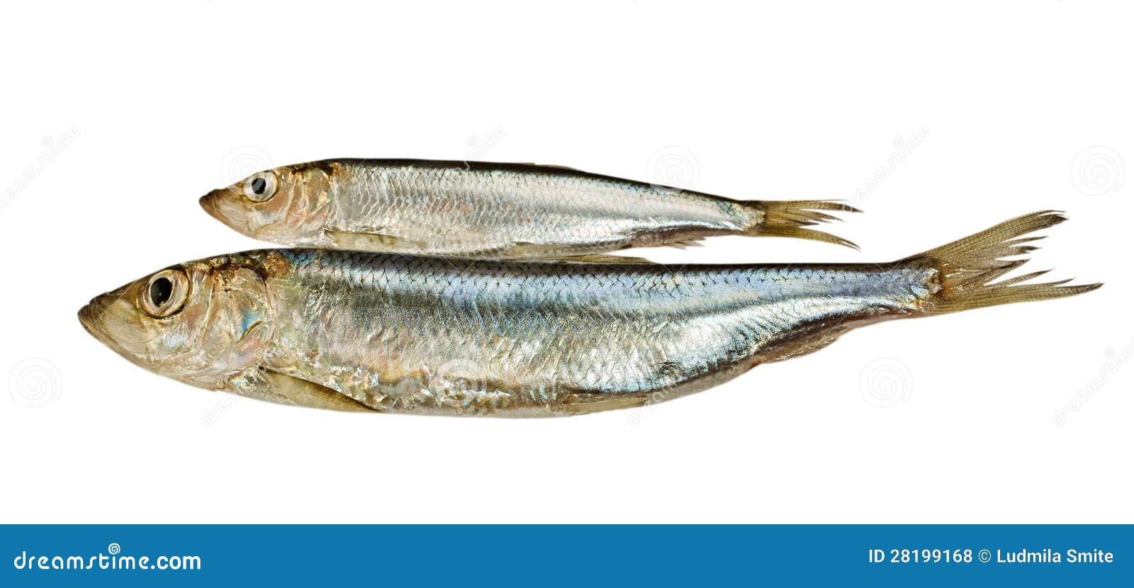 Dos arenques bálticos. foto de archivo. Imagen de fresco - 28199168