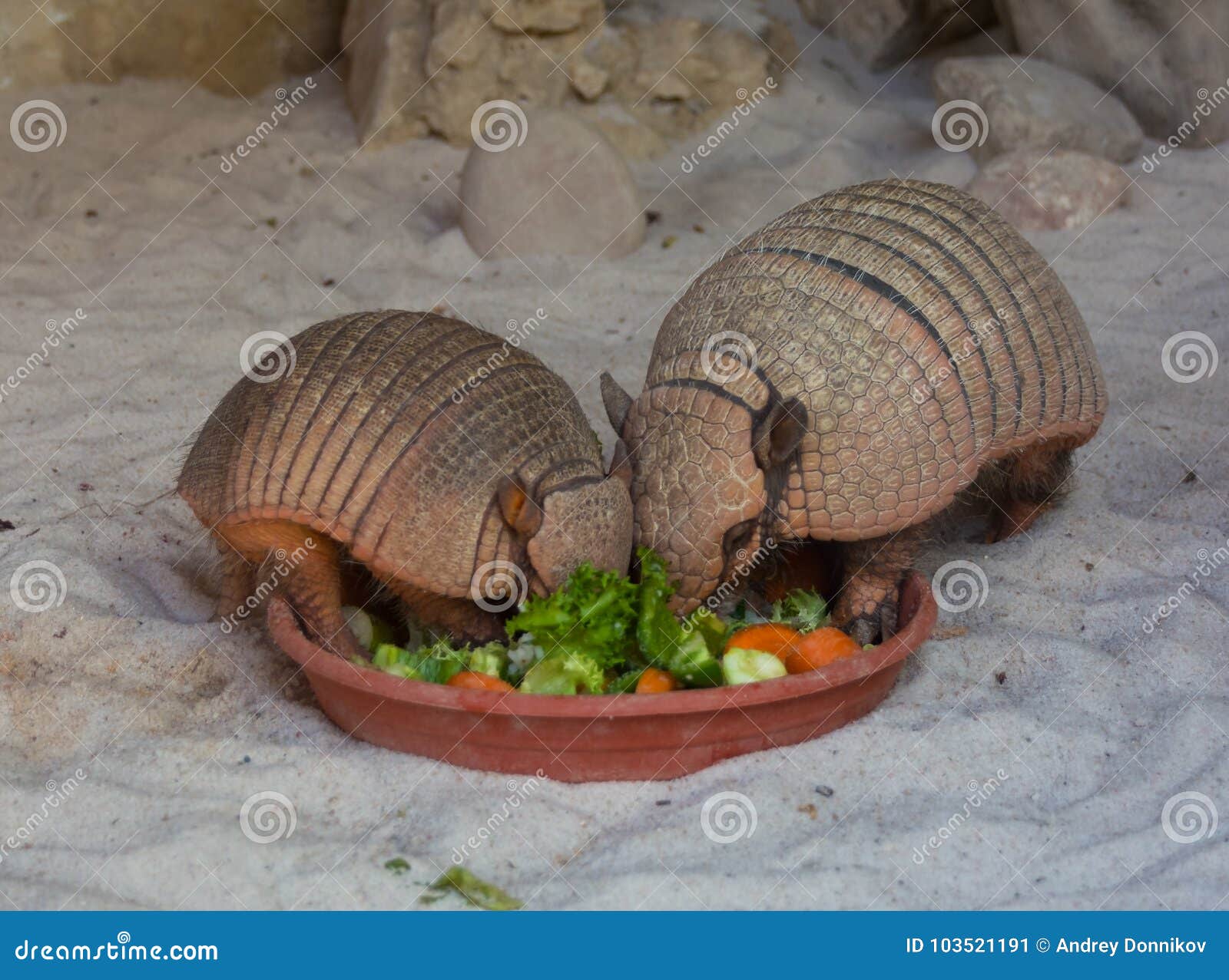 Dos Armadillos Que Comen Verduras Imagen de archivo - Imagen de amistad ...