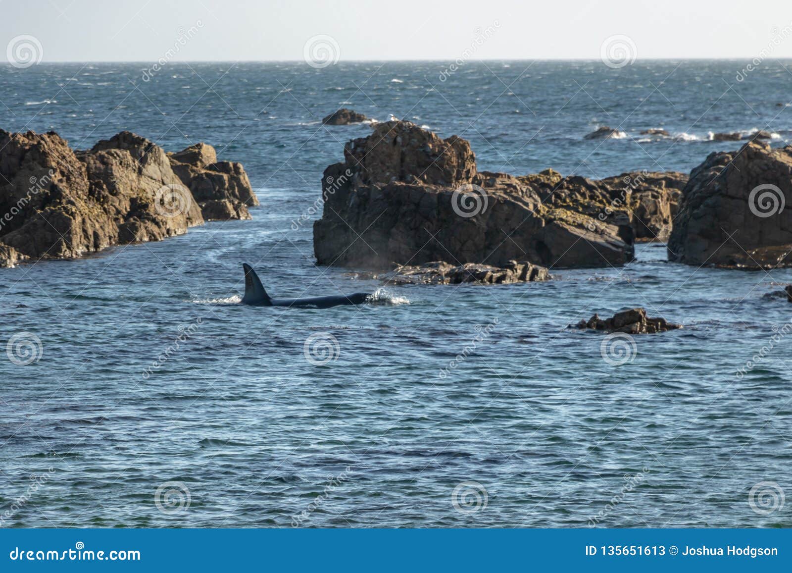 Dos Ballenas De La Orca Que Buscan Piscinas Bajas De La Roca Imagen de ...