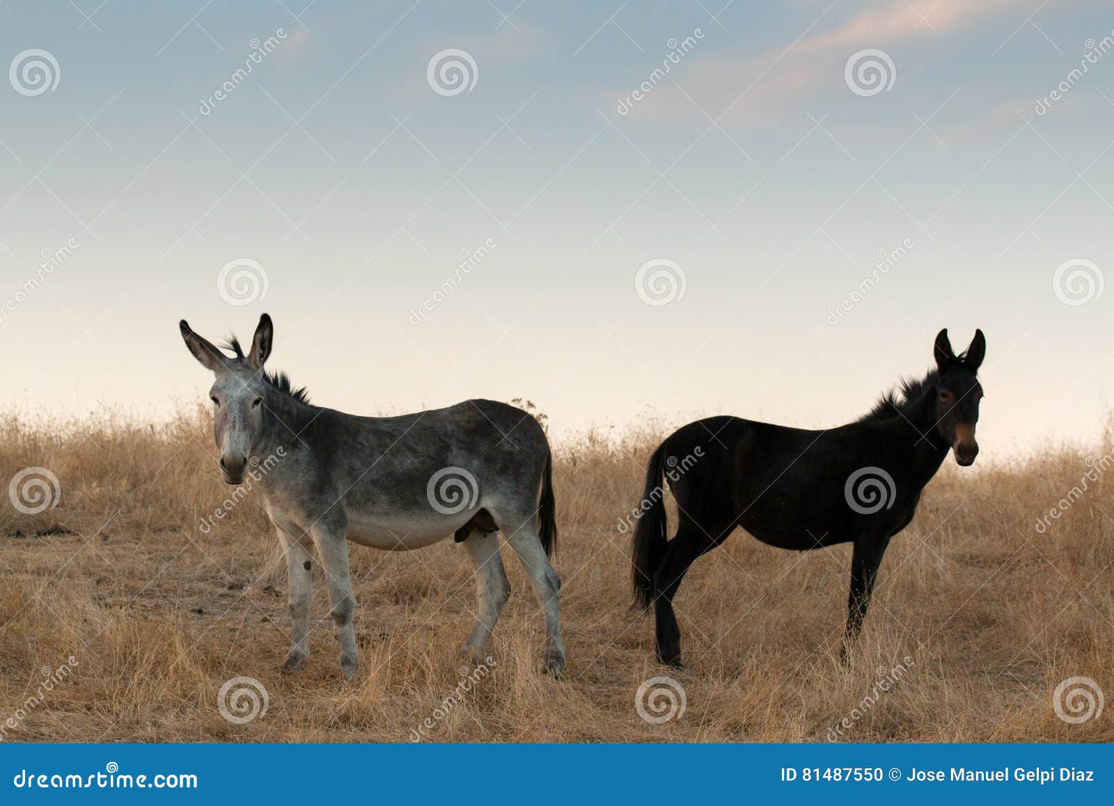 Dos Burros En El Campo Fotos De Stock - Download 160 Fotos Libres de ...