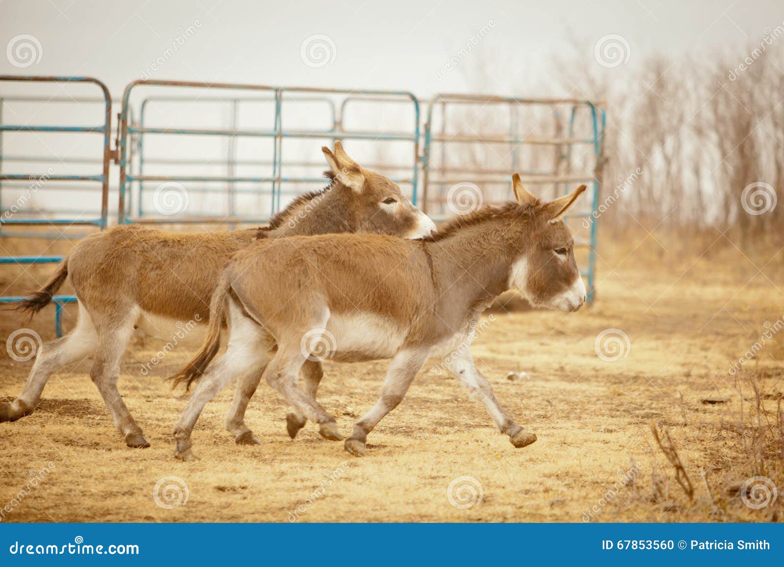 Dos Burros En El Funcionamiento Foto de archivo - Imagen de miniatura ...