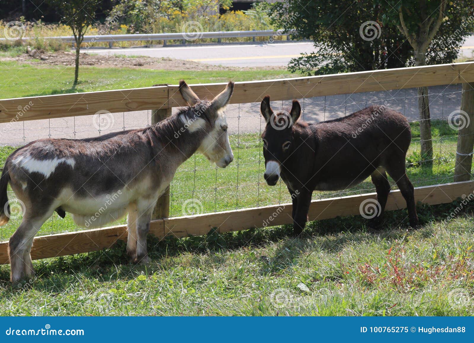 Dos burros en una granja imagen de archivo. Imagen de cara - 100765275
