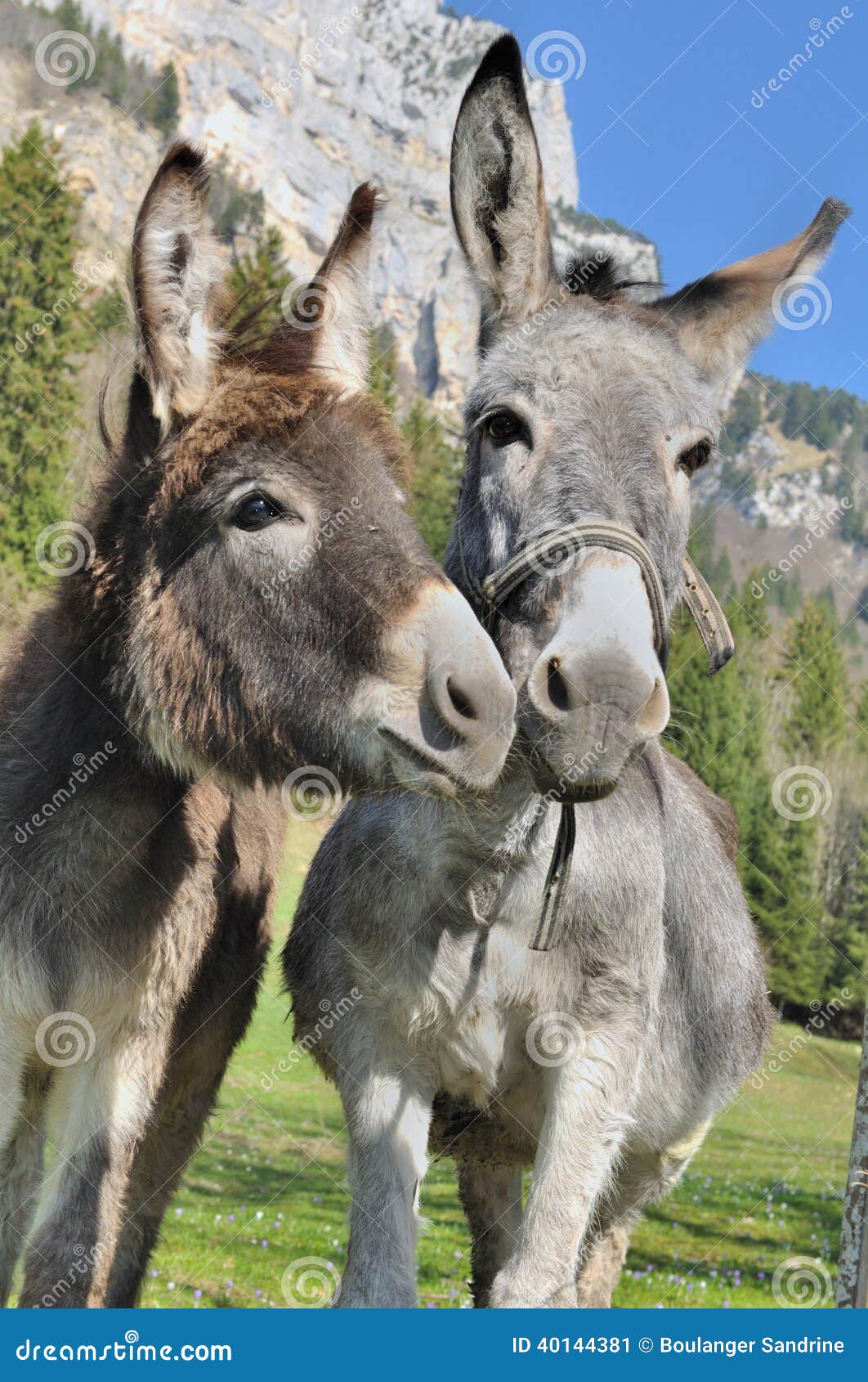 Dos burros lindos imagen de archivo. Imagen de burro - 40144381