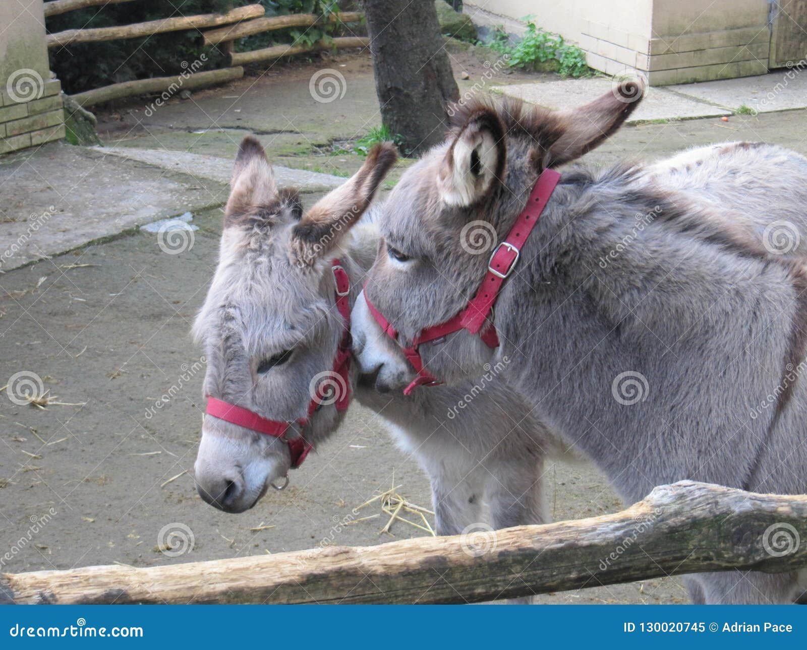 Dos Burros Que Tienen Una Charla Imagen de archivo - Imagen de charla ...