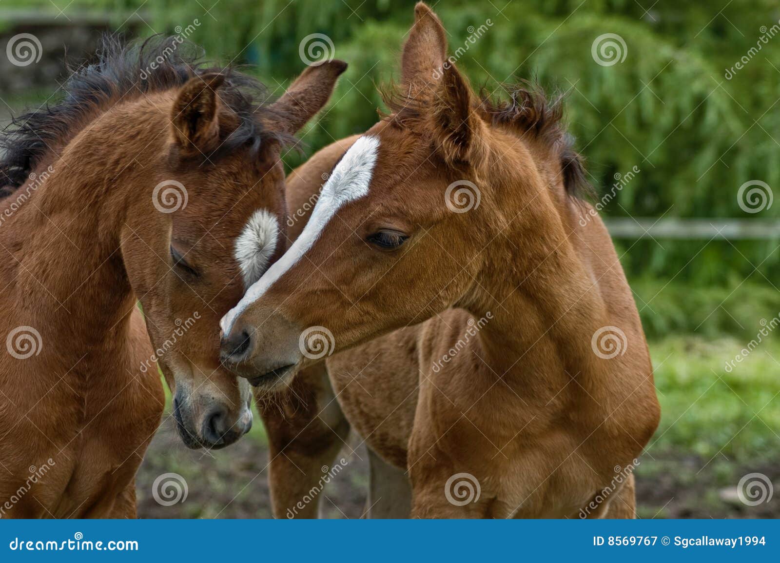 Dos Caballos Del Bebé Nuzzling Imagen de archivo - Imagen de rural ...