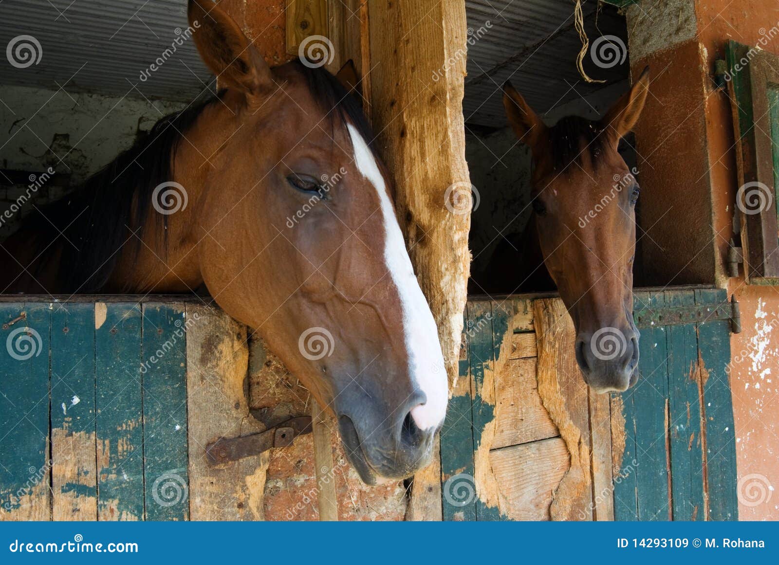 Dos caballos en el establo imagen de archivo. Imagen de exterior - 14293109