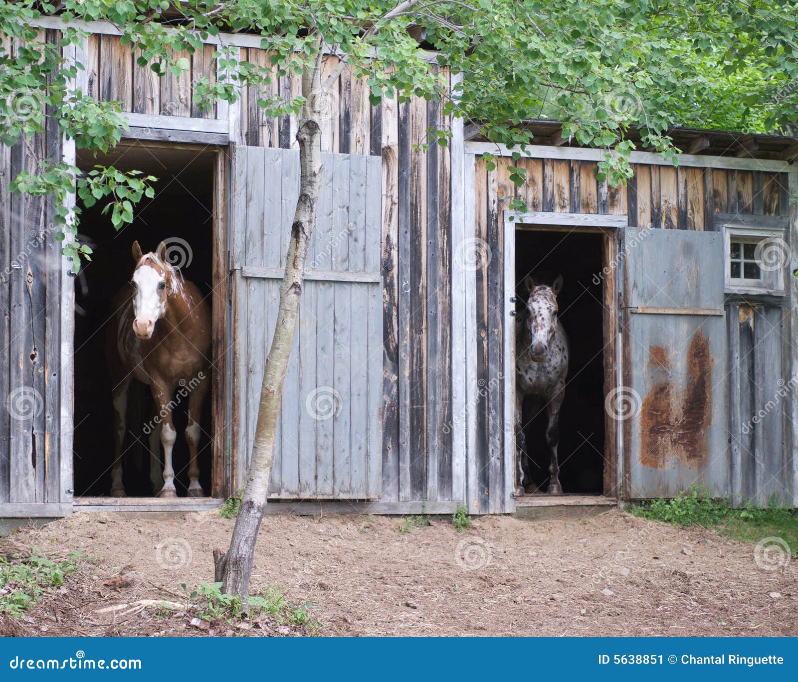 Dos caballos en establos imagen de archivo. Imagen de hermoso - 5638851