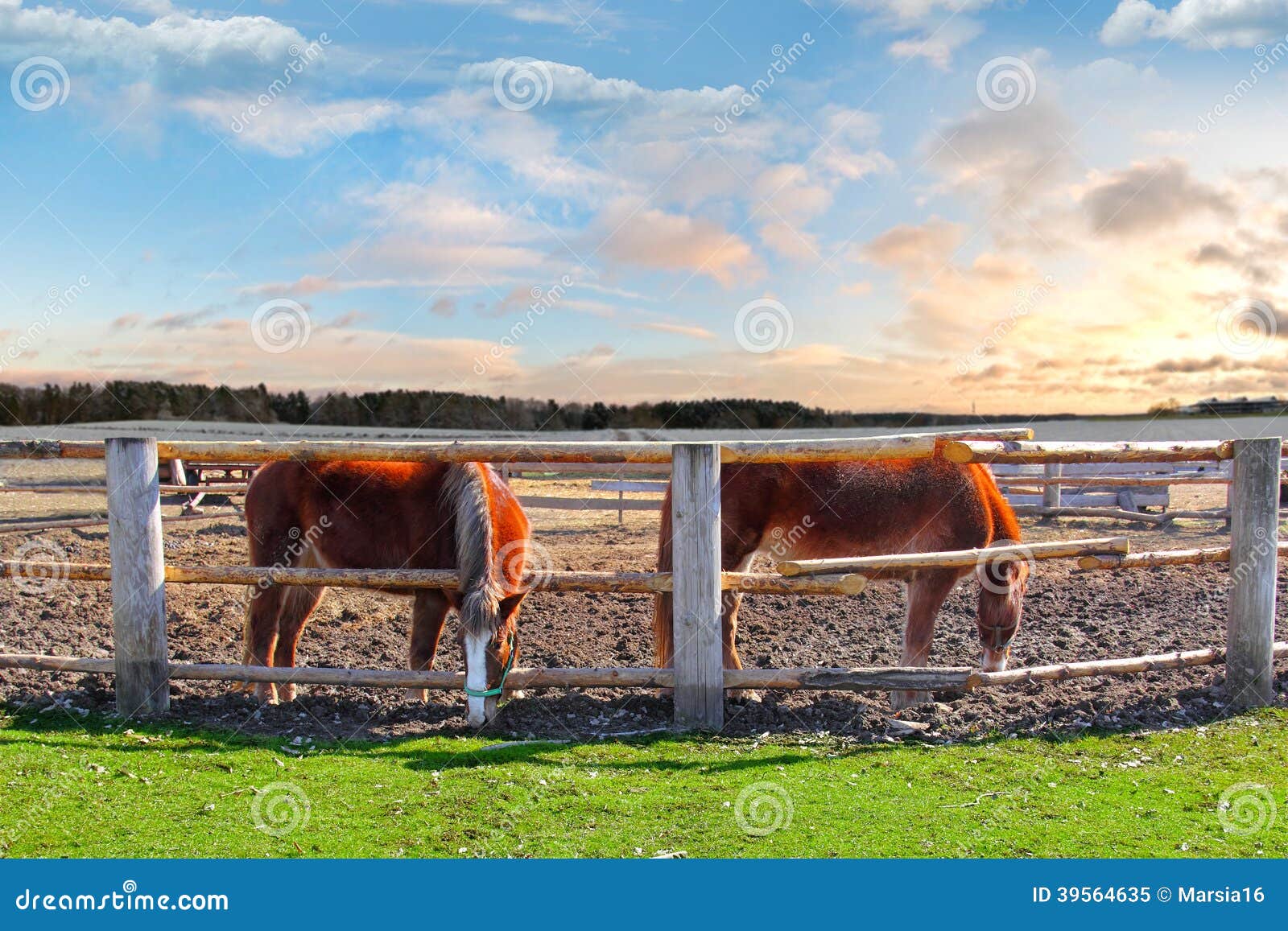 Dos caballos en un corral imagen de archivo. Imagen de ecuestre - 39564635