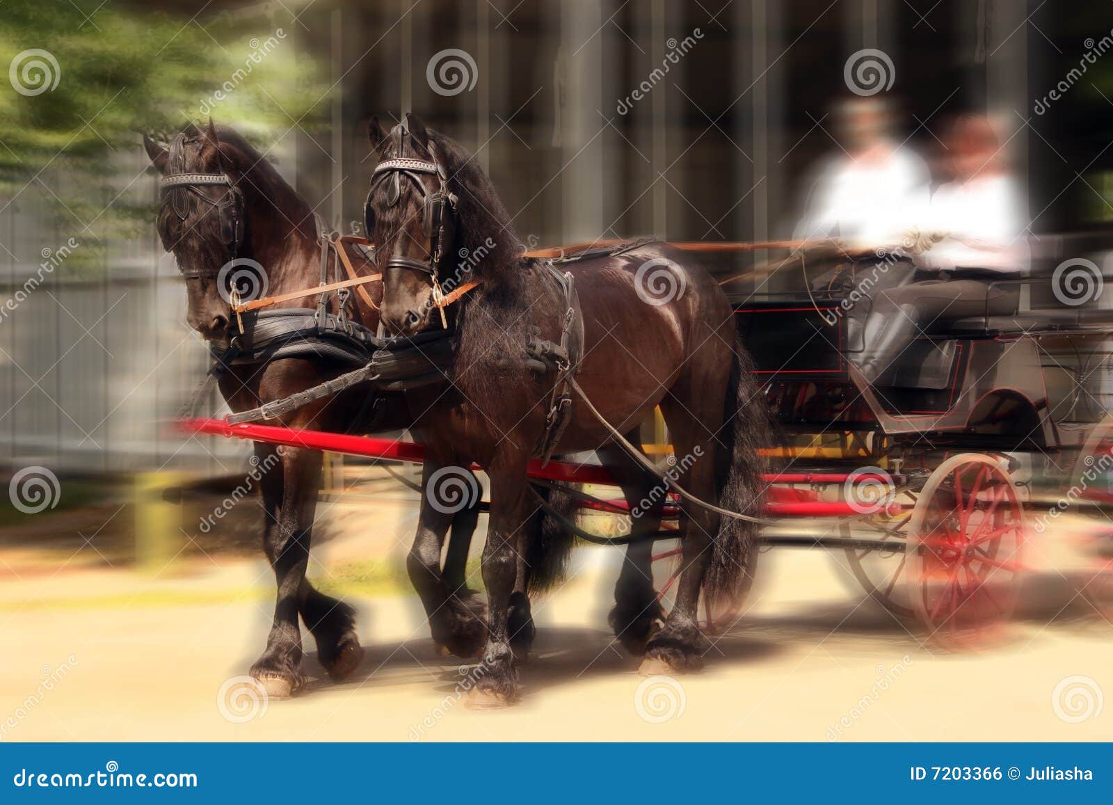 Dos caballos frisios foto de archivo. Imagen de oscurecer - 7203366
