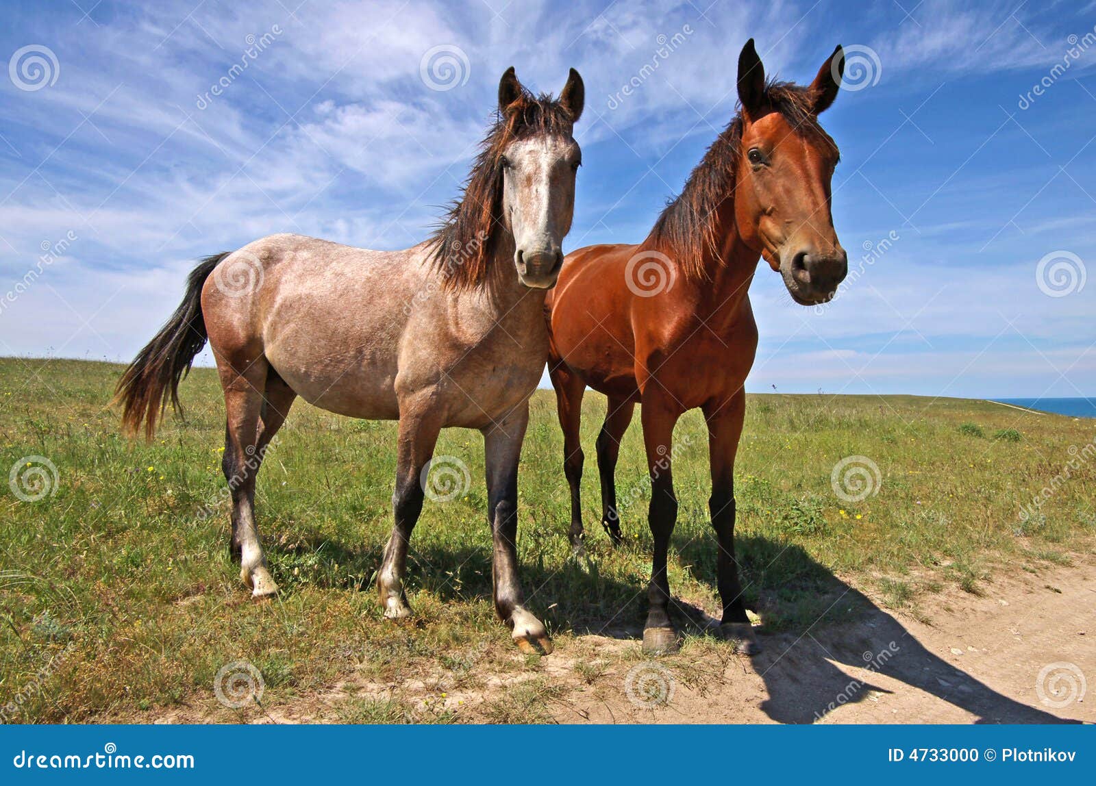 Dos Caballos Rojos Y Pintados. Foto de archivo - Imagen de animales ...