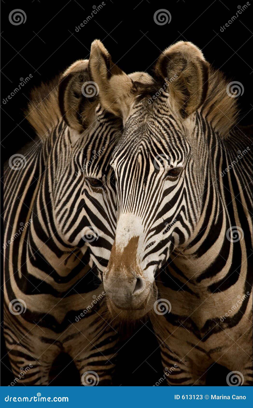 Dos cebras de Grevy imagen de archivo. Imagen de extinto - 613123