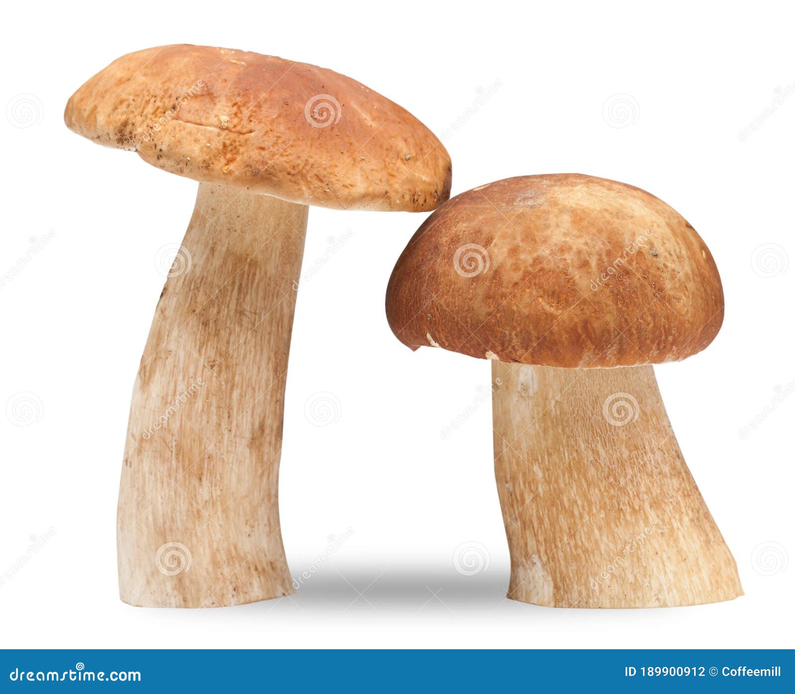 Dos cepas foto de archivo. Imagen de crudo, cubo, cocinero - 189900912