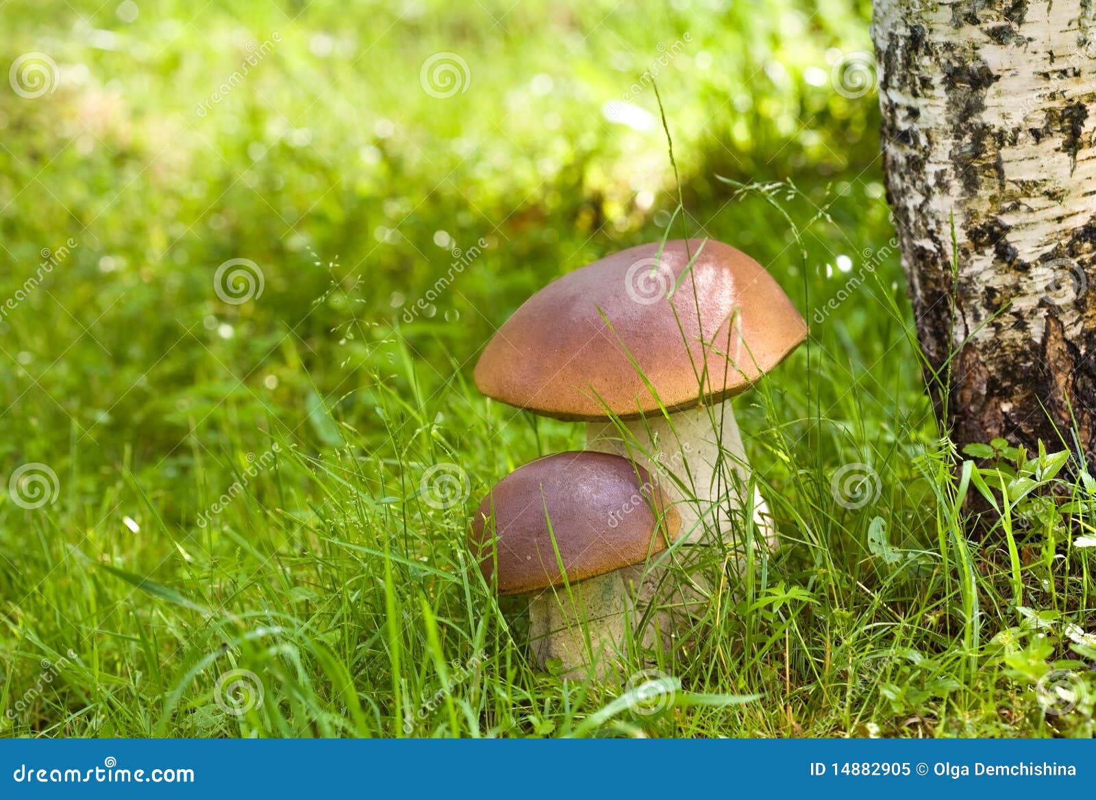 Dos ceps en madera imagen de archivo. Imagen de alimento - 14882905