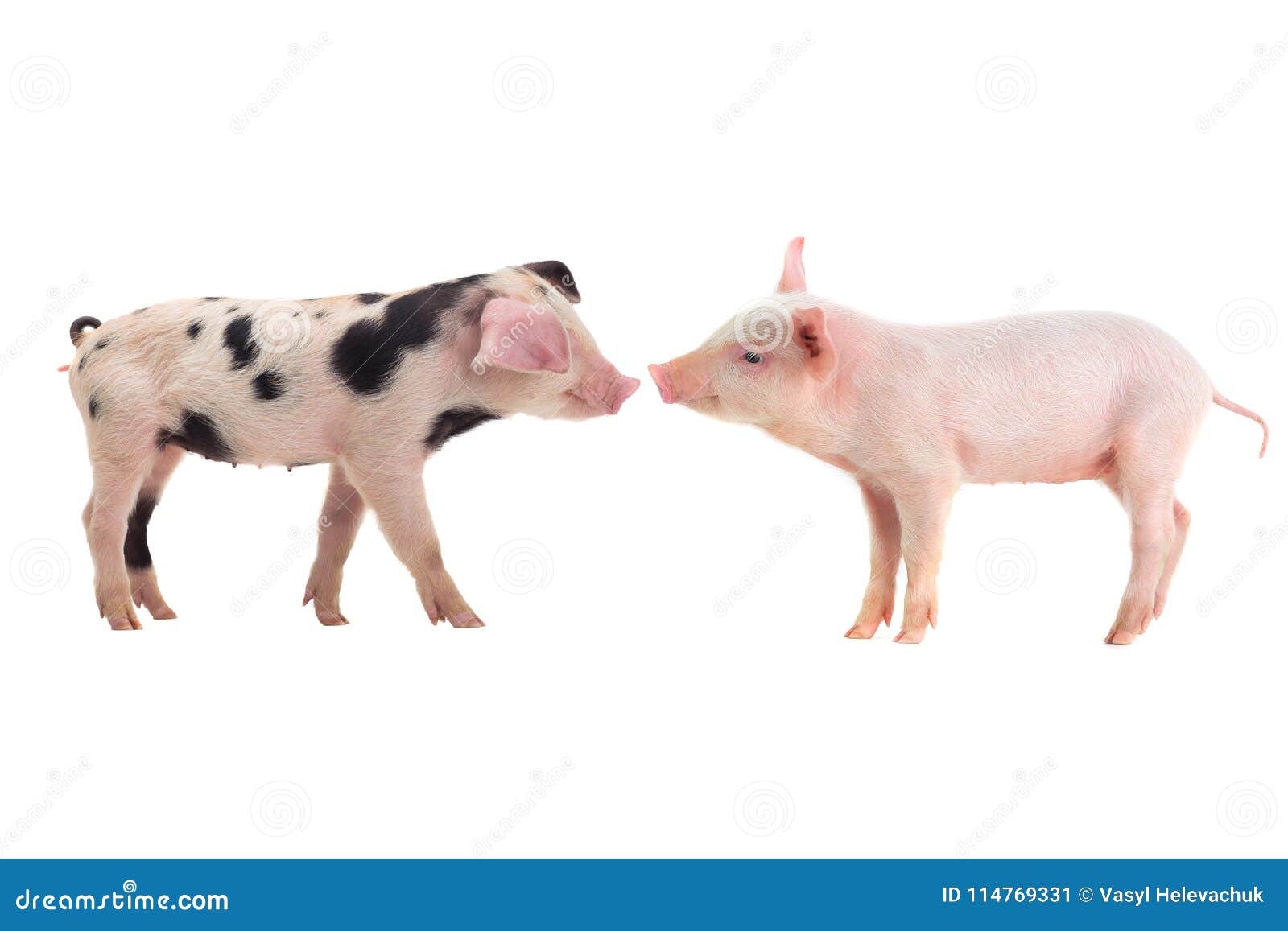 Dos cerdos imagen de archivo. Imagen de aislado, doméstico - 114769331