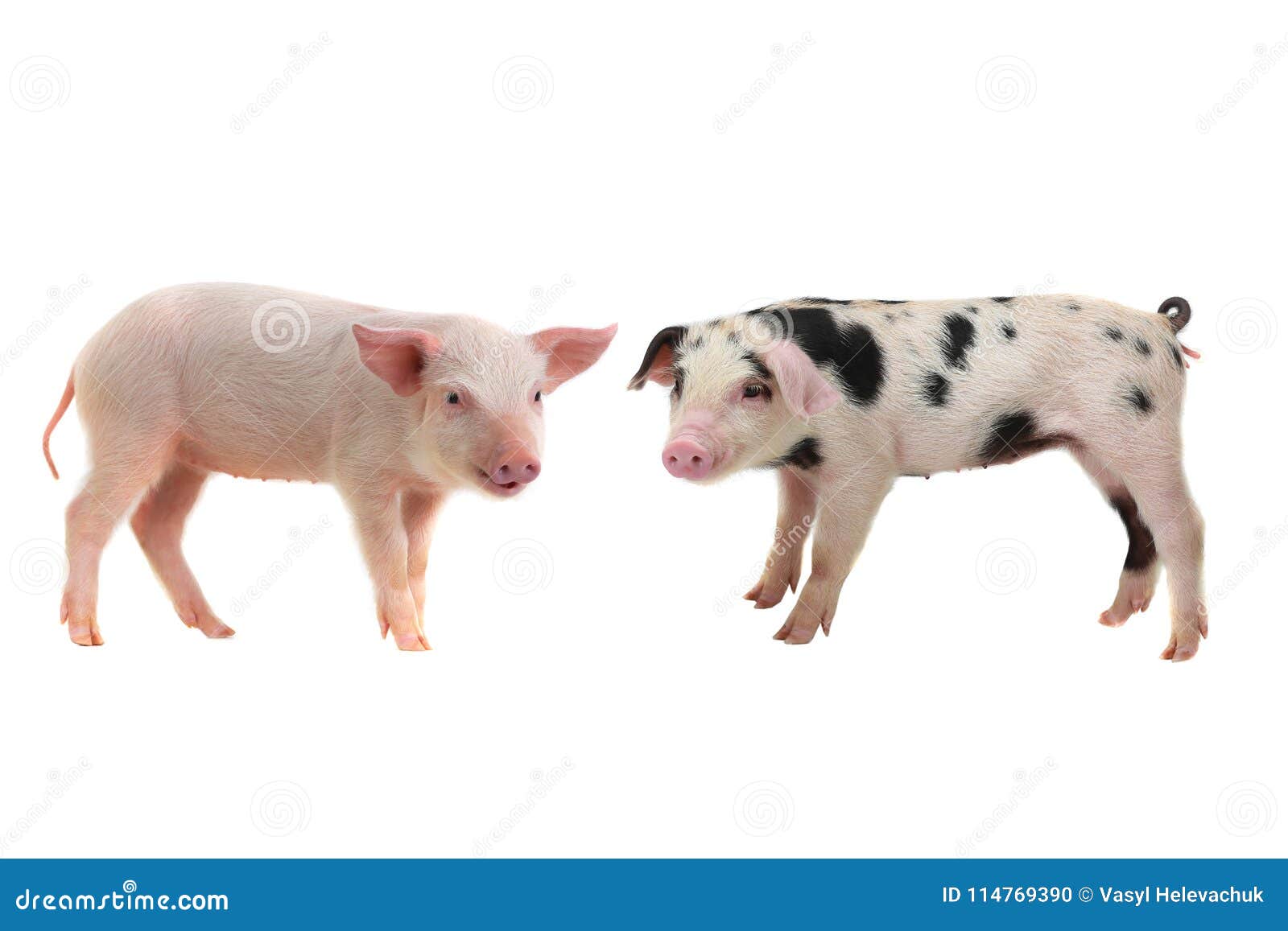Dos cerdos foto de archivo. Imagen de perfil, ganado - 114769390