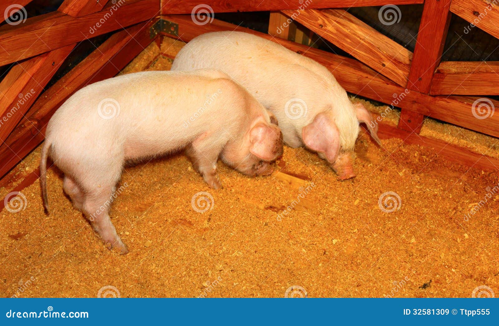 Dos cerdos imagen de archivo. Imagen de animales, animal - 32581309