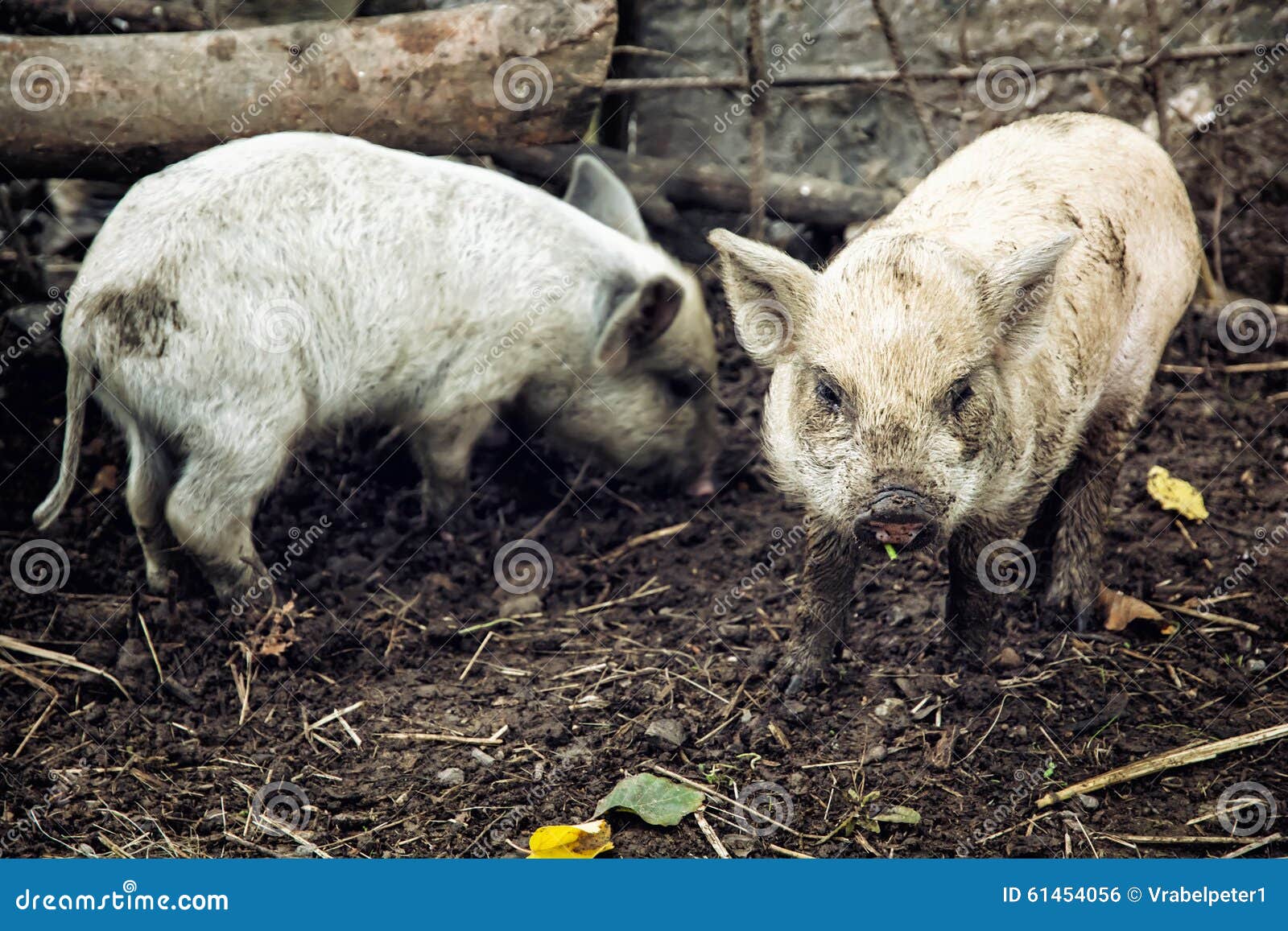 Dos cerdos en la granja foto de archivo. Imagen de animal - 61454056