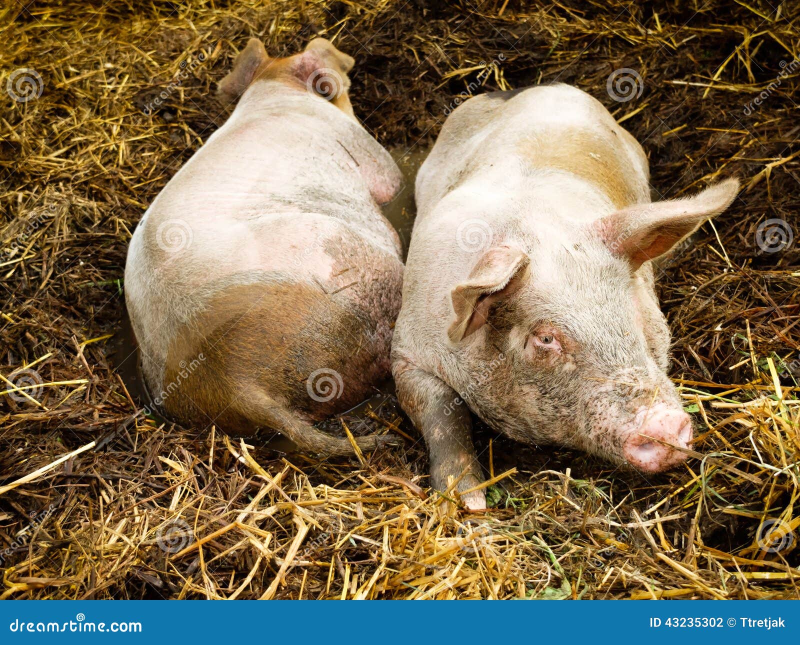 Dos cerdos en pocilga foto de archivo. Imagen de grupo - 43235302