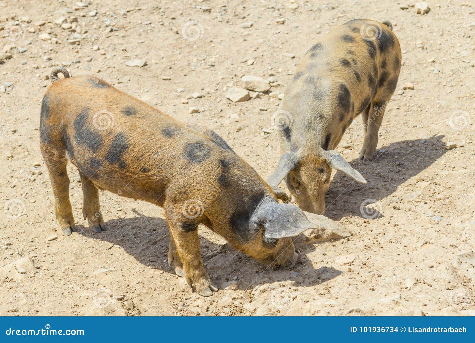 Dos Cerdos En Una Granja En Aljezur Foto de archivo - Imagen de cerdos ...