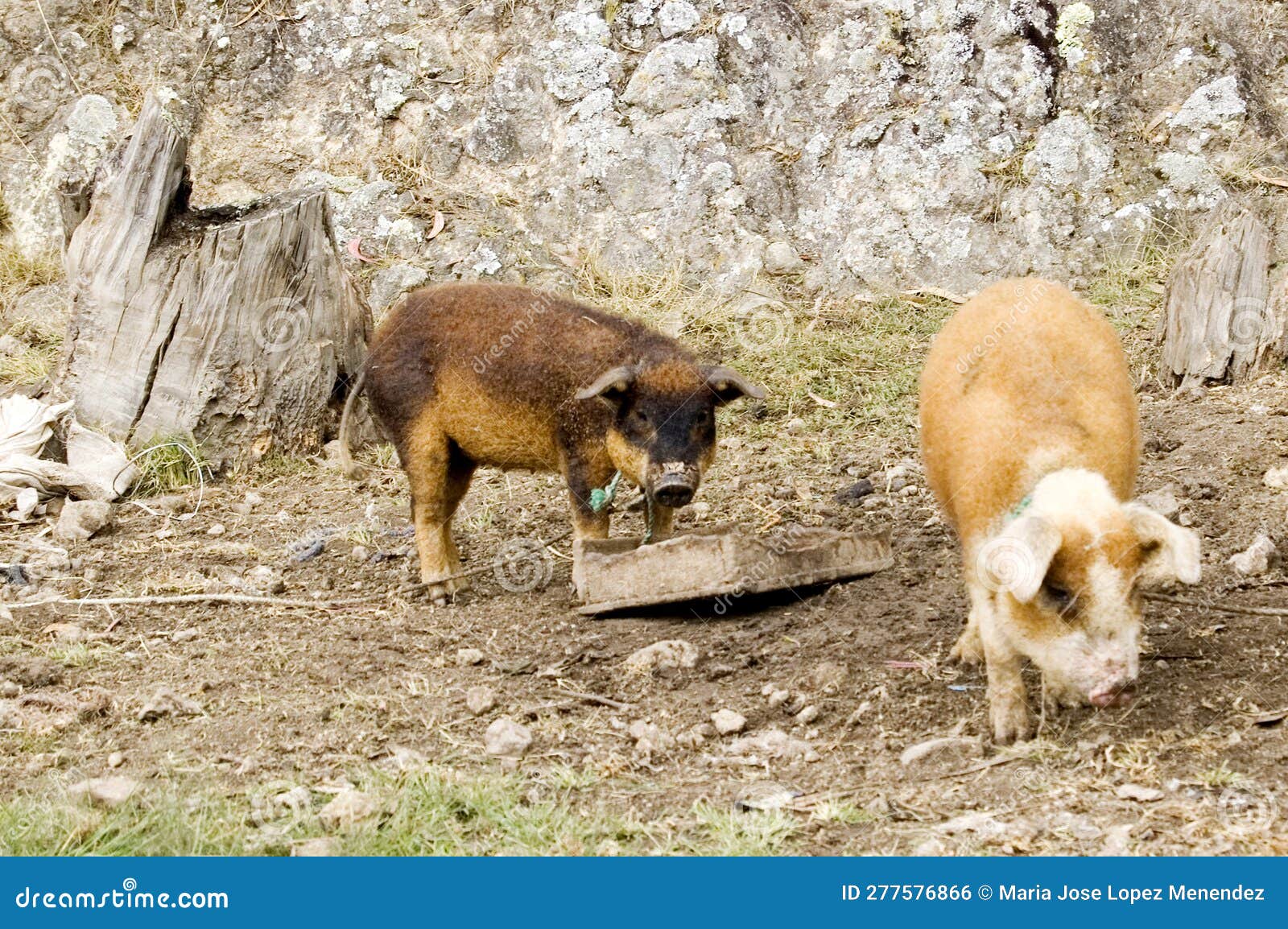 Dos Cerdos Marrones De Pelo Largo. Ecuador Foto de archivo - Imagen de ...