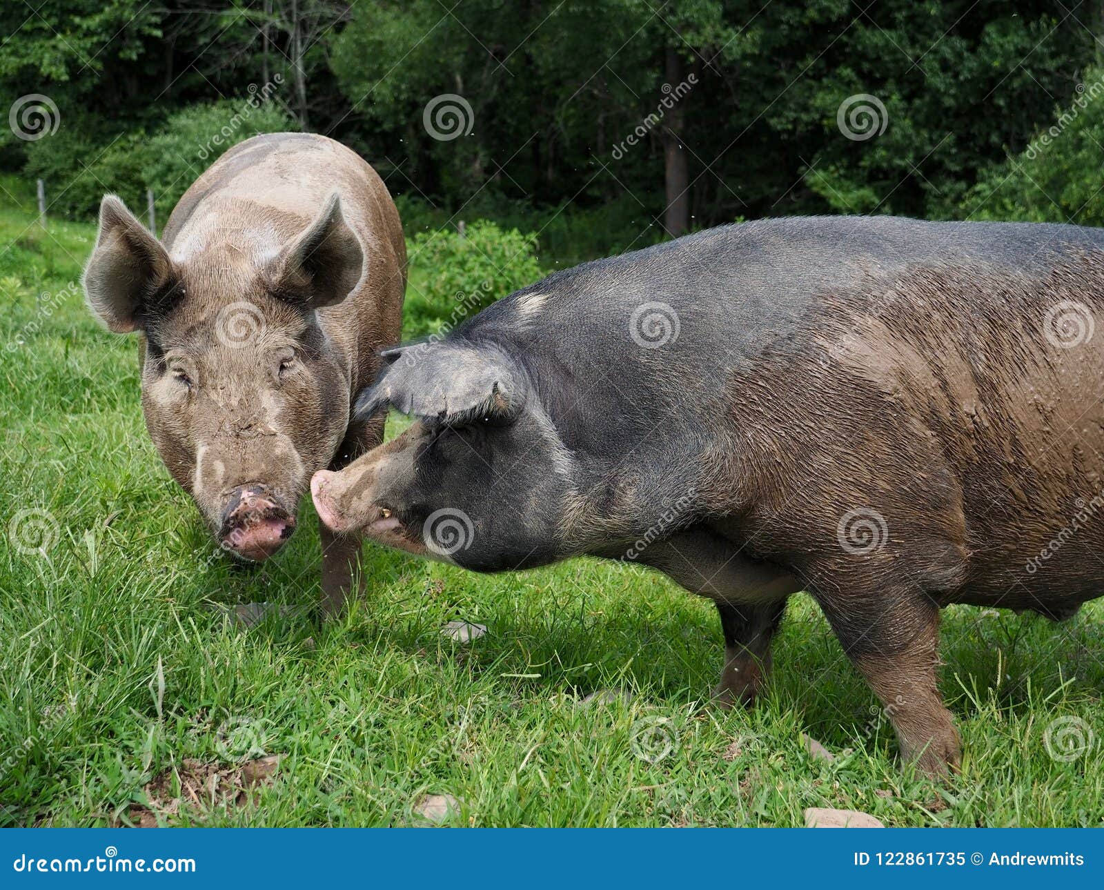 Dos Cerdos Que Se Besan Y Que Conversan Imagen de archivo - Imagen de ...